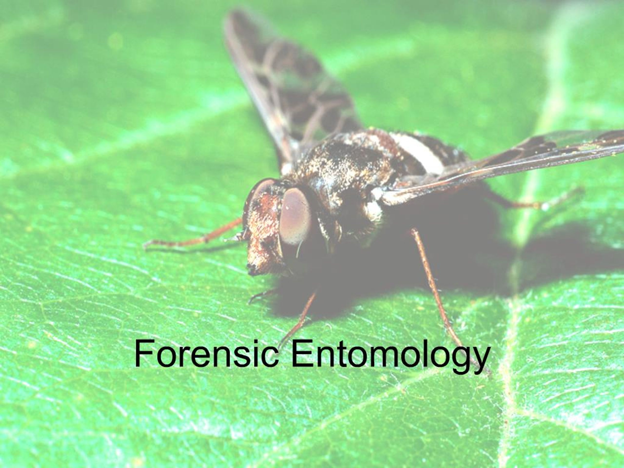 PPT - Forensic Entomology PowerPoint Presentation, free download - ID ...