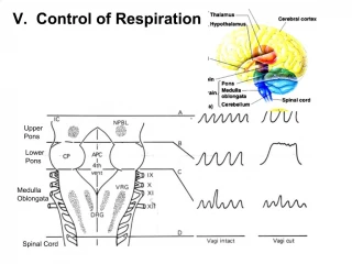 PPT - CONTROL OF RESPIRATION PowerPoint Presentation, free download ...