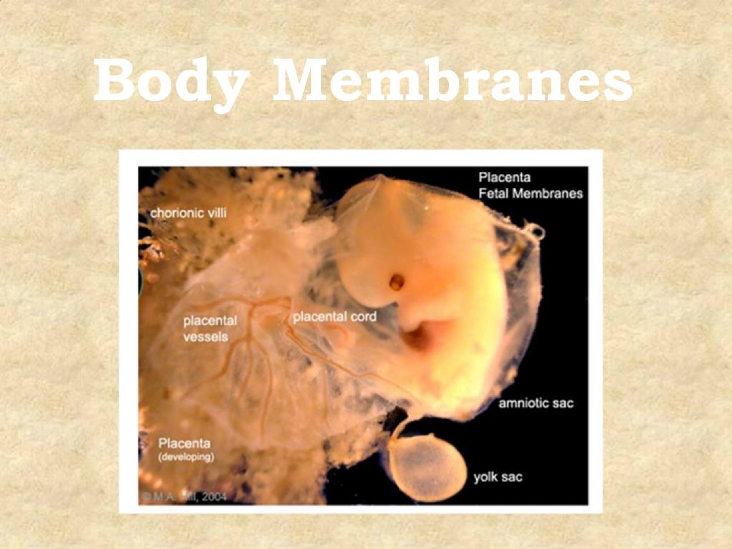 PPT - Body Membranes PowerPoint Presentation, free download - ID:1037861