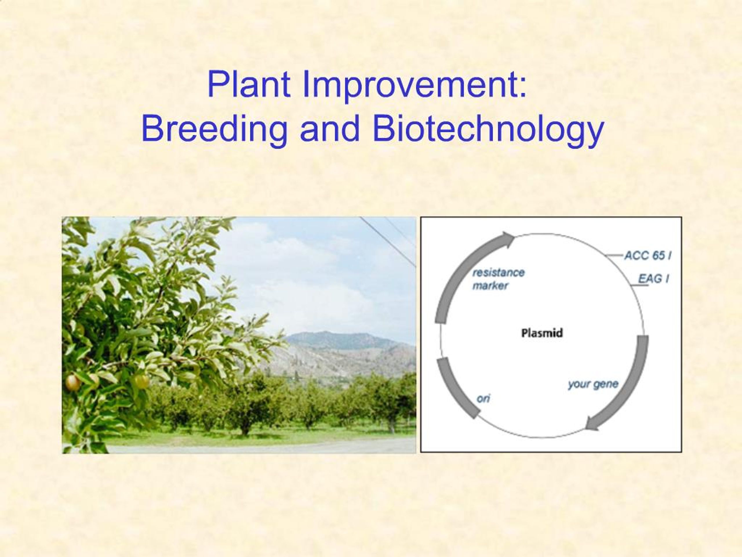 PPT - Plant Improvement: Breeding and Biotechnology PowerPoint ...