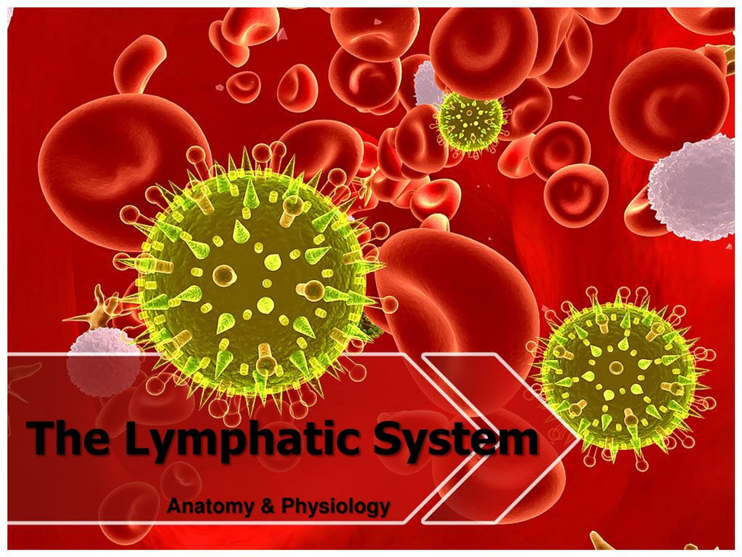 PPT - The Lymphatic System PowerPoint Presentation, free download - ID ...