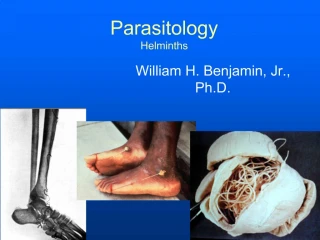 PPT - HELMINTHS PowerPoint Presentation, free download - ID:9411656