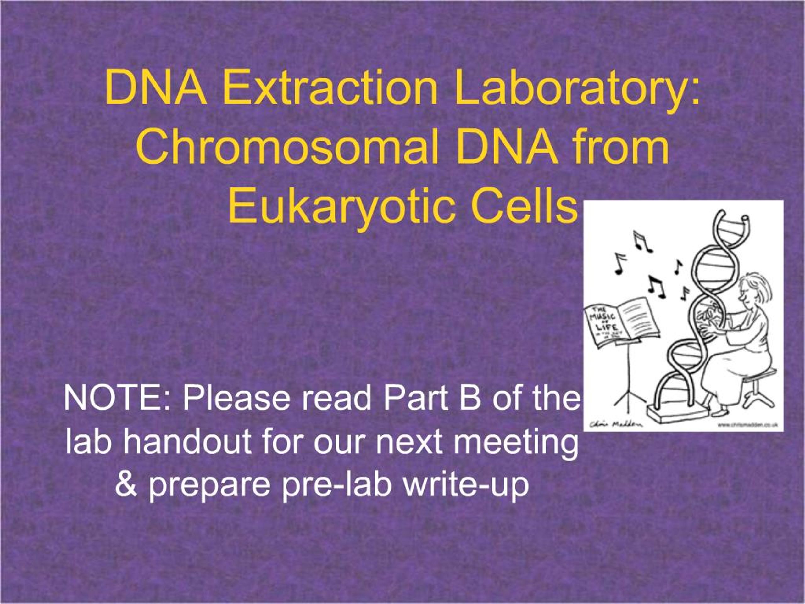 PPT - DNA Extraction Laboratory: Chromosomal DNA from Eukaryotic Cells ...