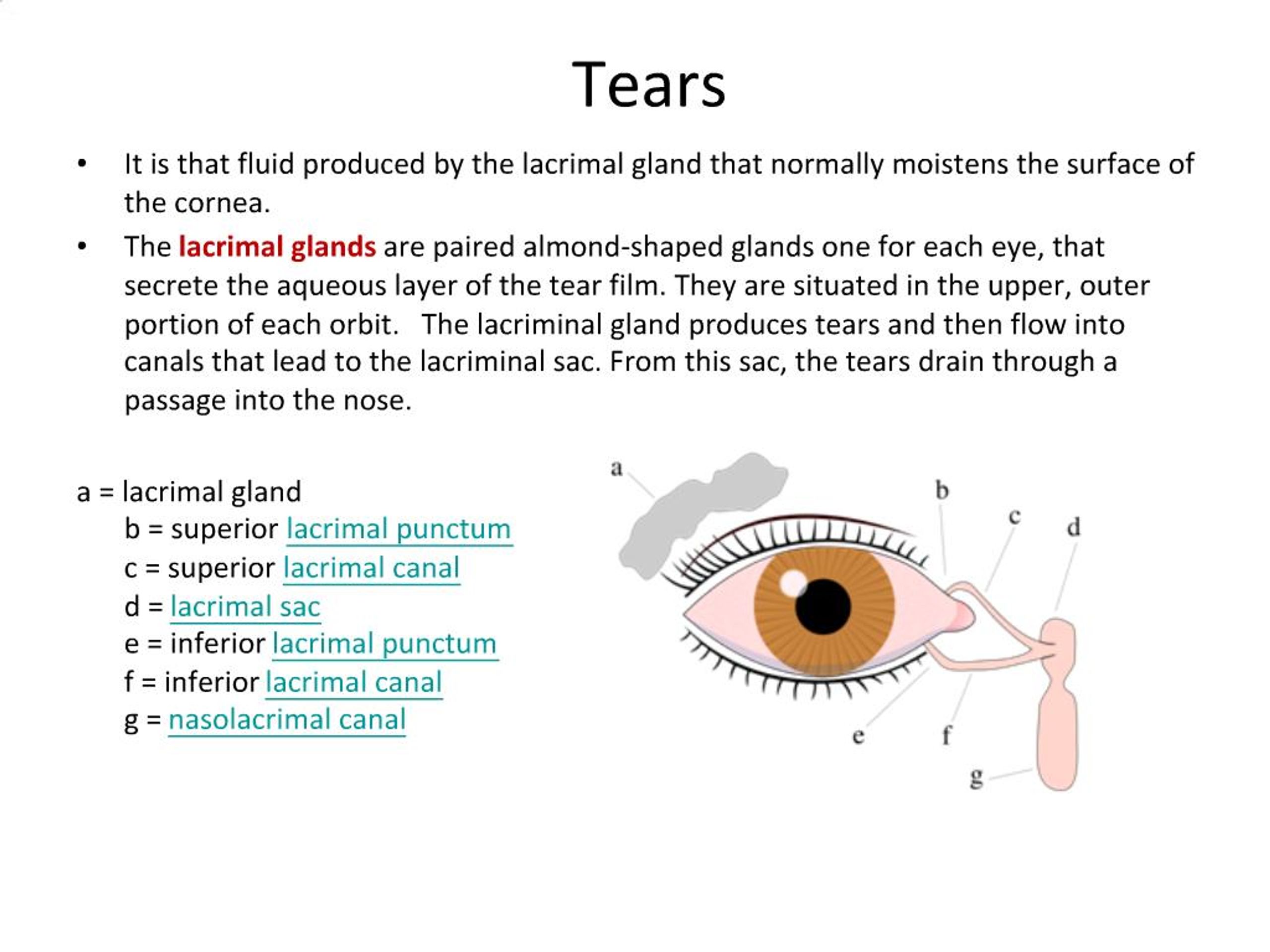 PPT - Tears PowerPoint Presentation, free download - ID:1091110