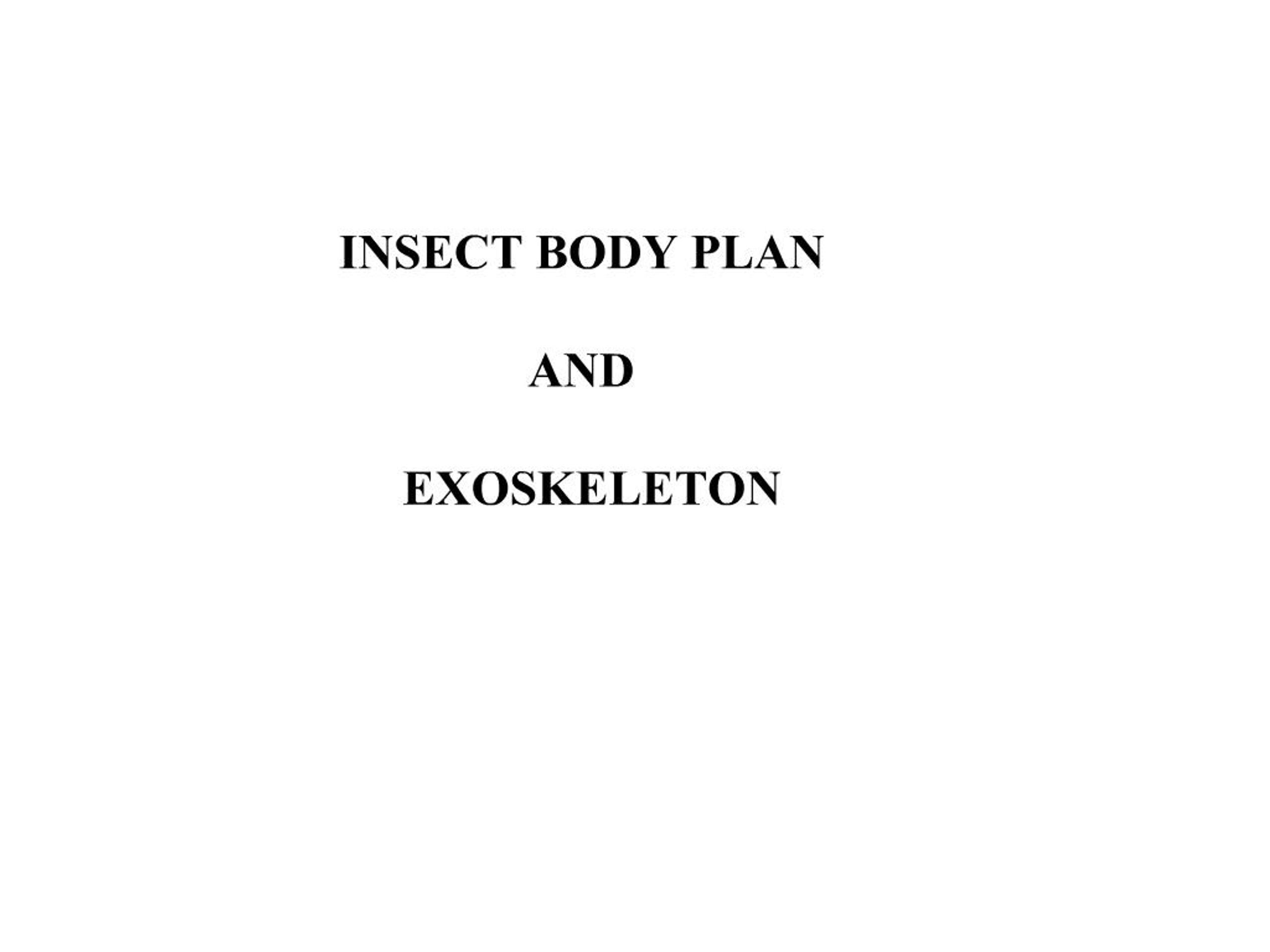 PPT - INSECT BODY PLAN AND EXOSKELETON PowerPoint Presentation, free ...