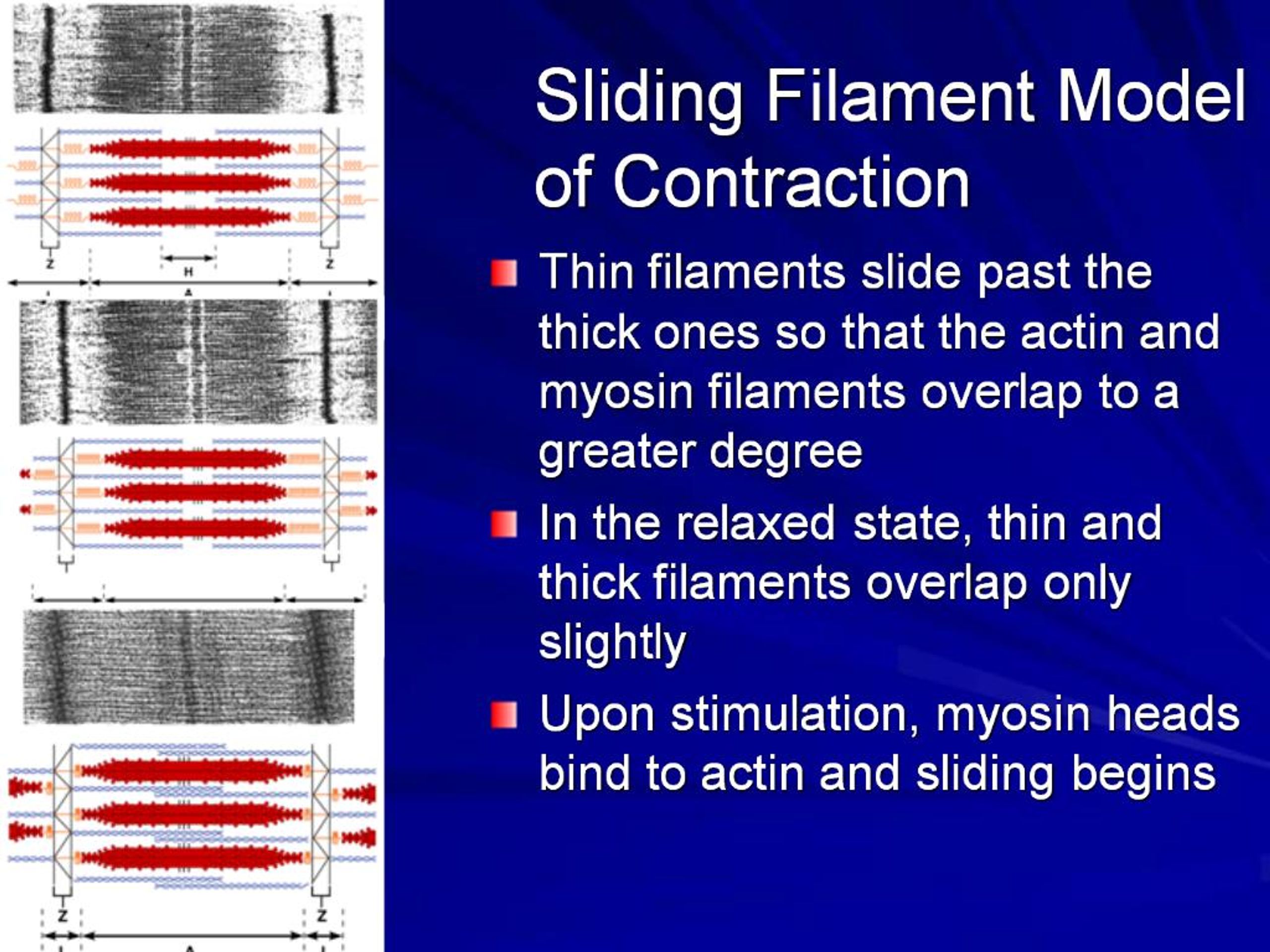 PPT - Sliding Filament Model of Contraction PowerPoint Presentation ...