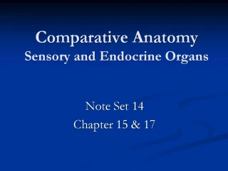 PPT - THE SENSORY ORGANS PowerPoint Presentation, free download - ID ...