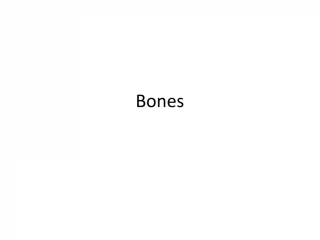 PPT - Bones PowerPoint Presentation, free download - ID:2881046