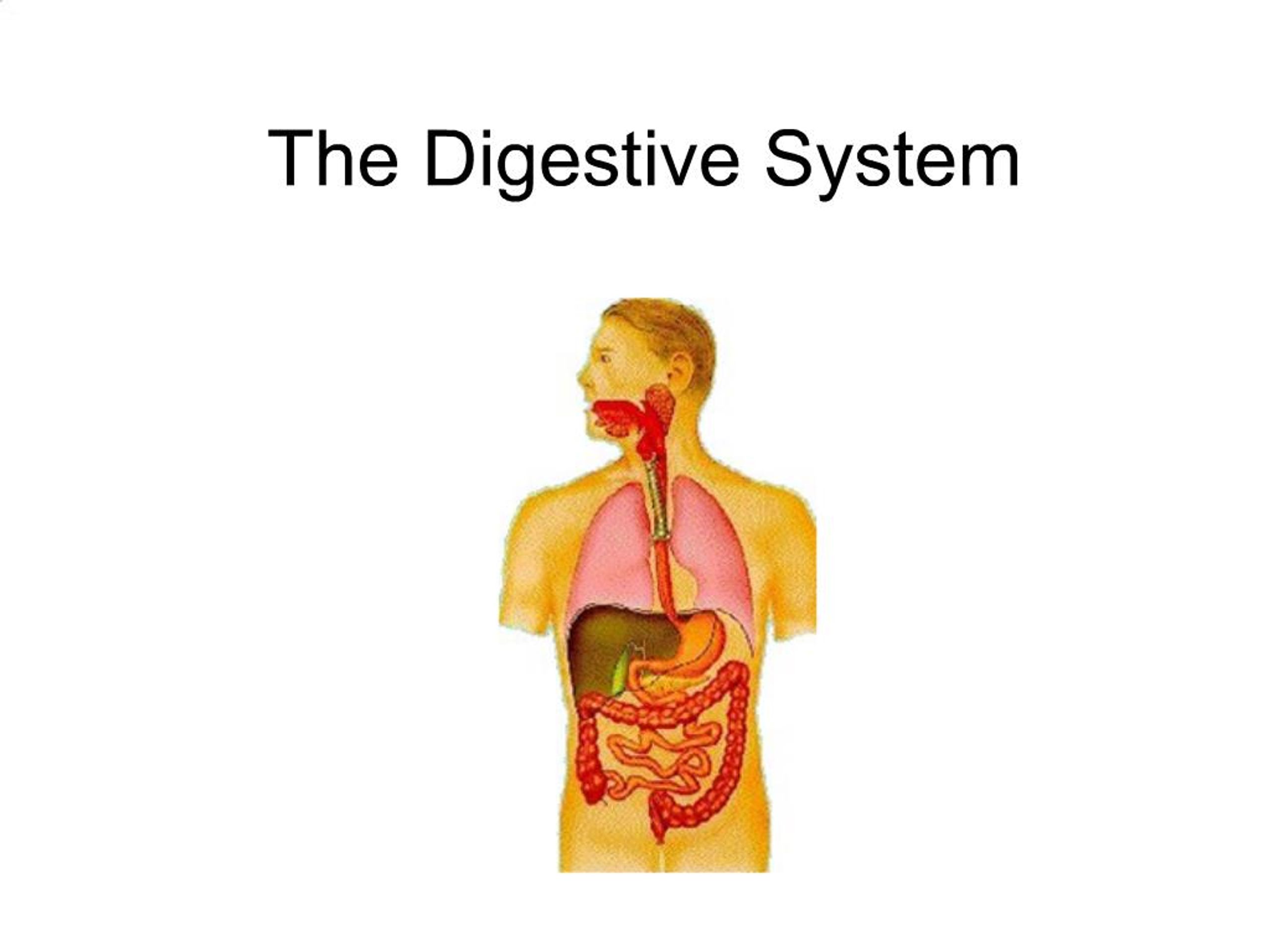 PPT - The Digestive System PowerPoint Presentation, free download - ID ...