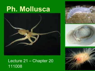 PPT - Termite Feeding and the Protozoa PowerPoint Presentation, free ...