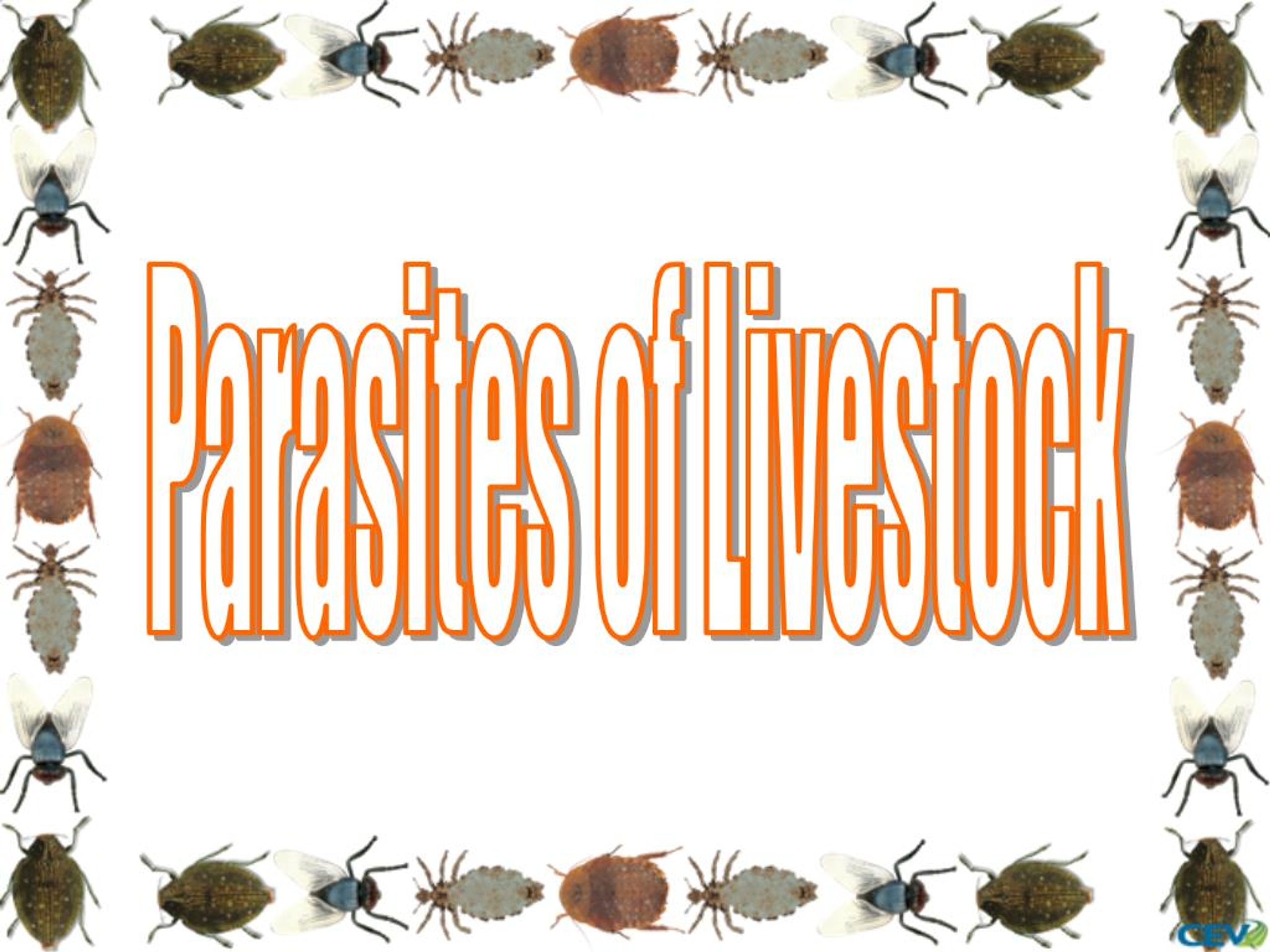 PPT - Parasites of Livestock PowerPoint Presentation, free download ...
