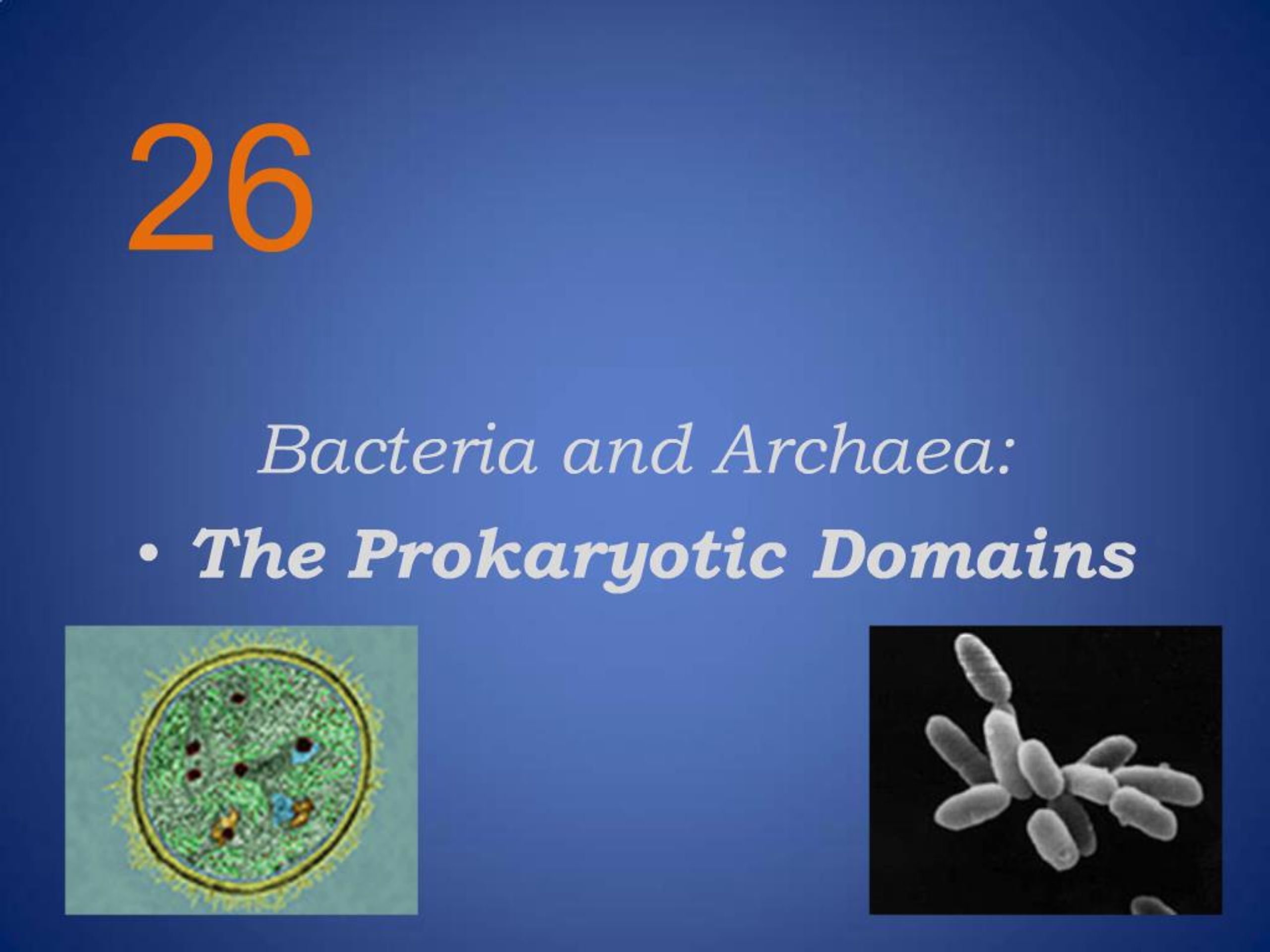 PPT - Bacteria and Archaea: The Prokaryotic Domains PowerPoint ...