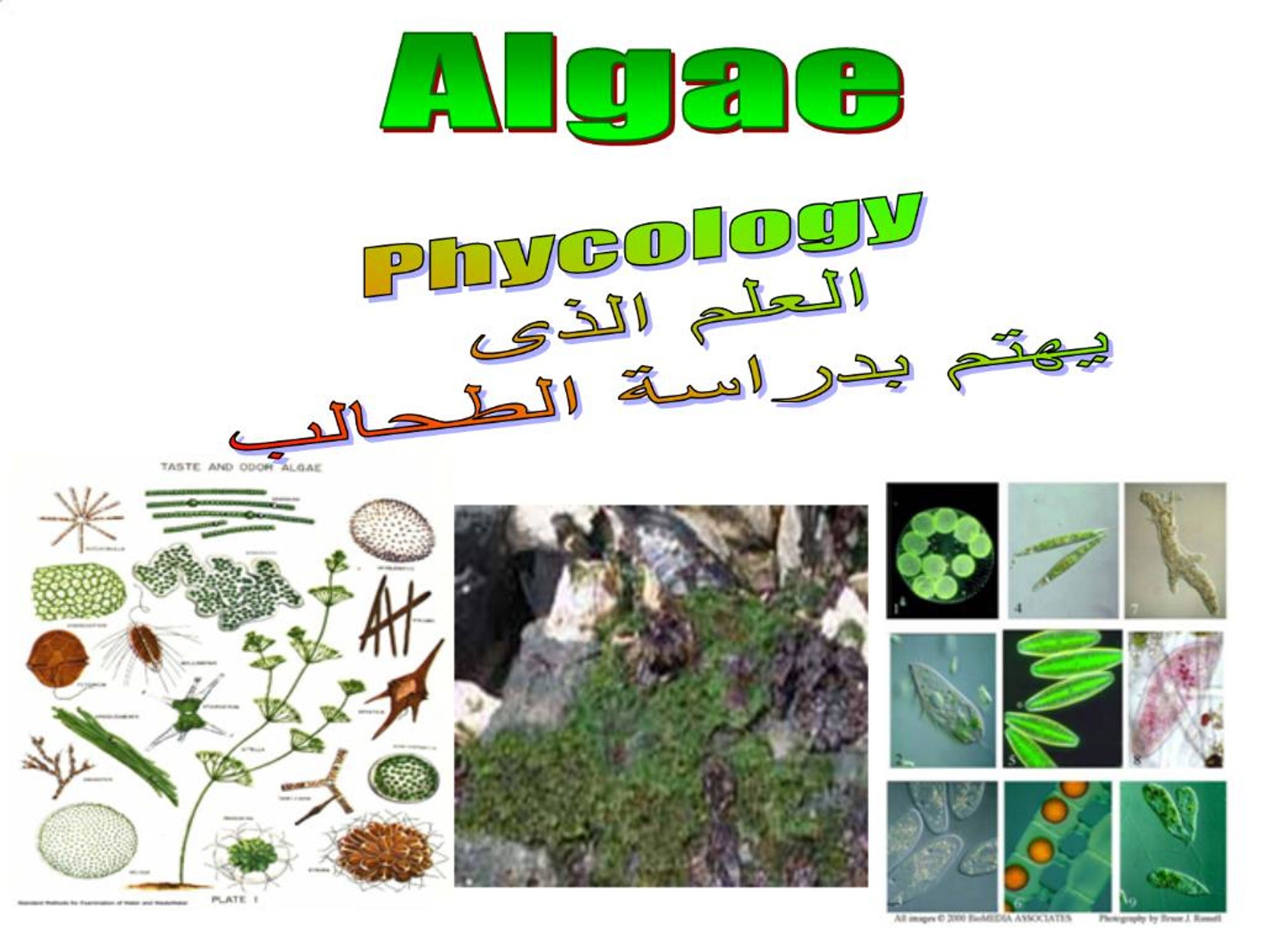 PPT - Algae PowerPoint Presentation, free download - ID:1154909