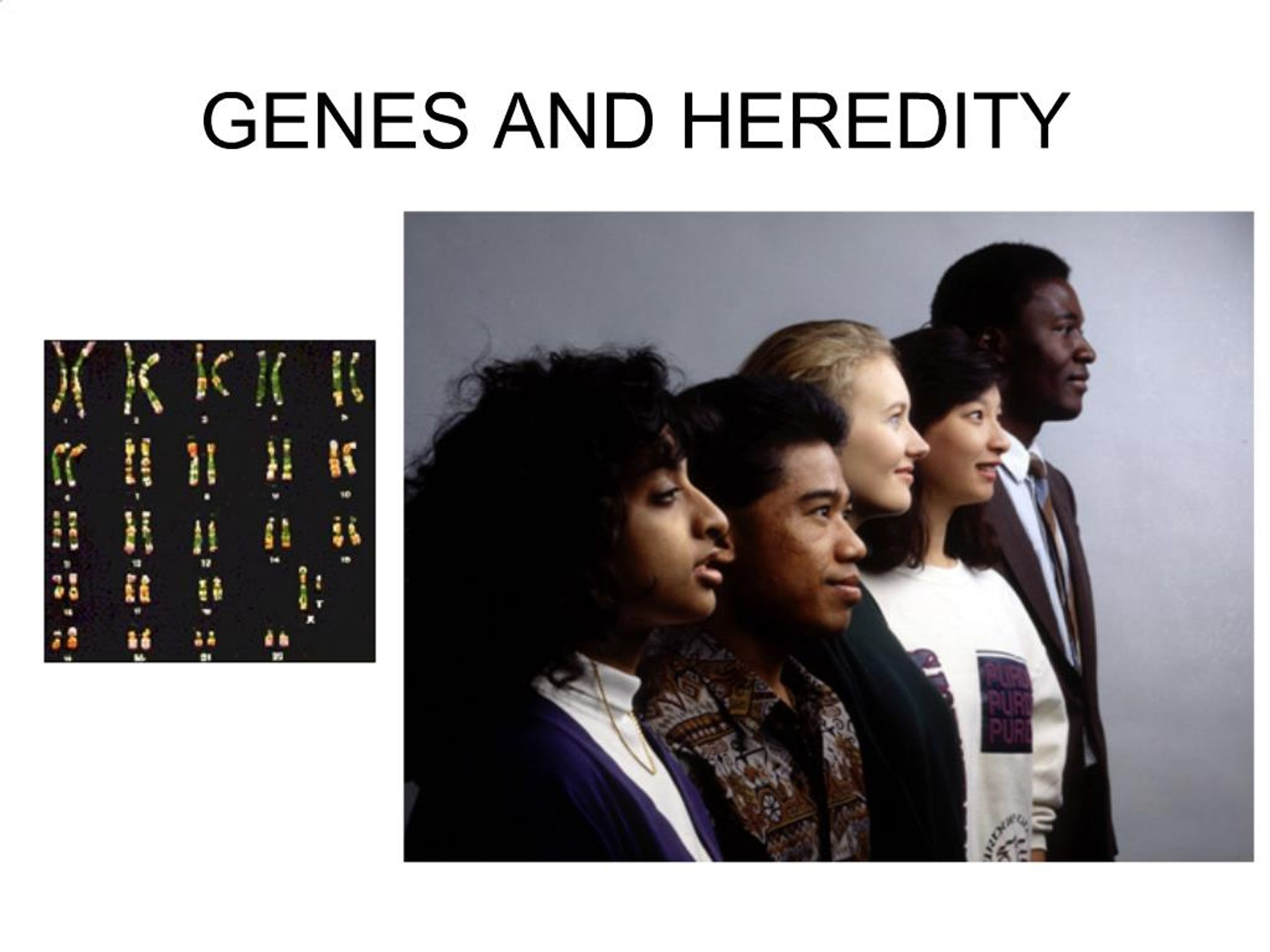 PPT - GENES AND HEREDITY PowerPoint Presentation, free download - ID ...