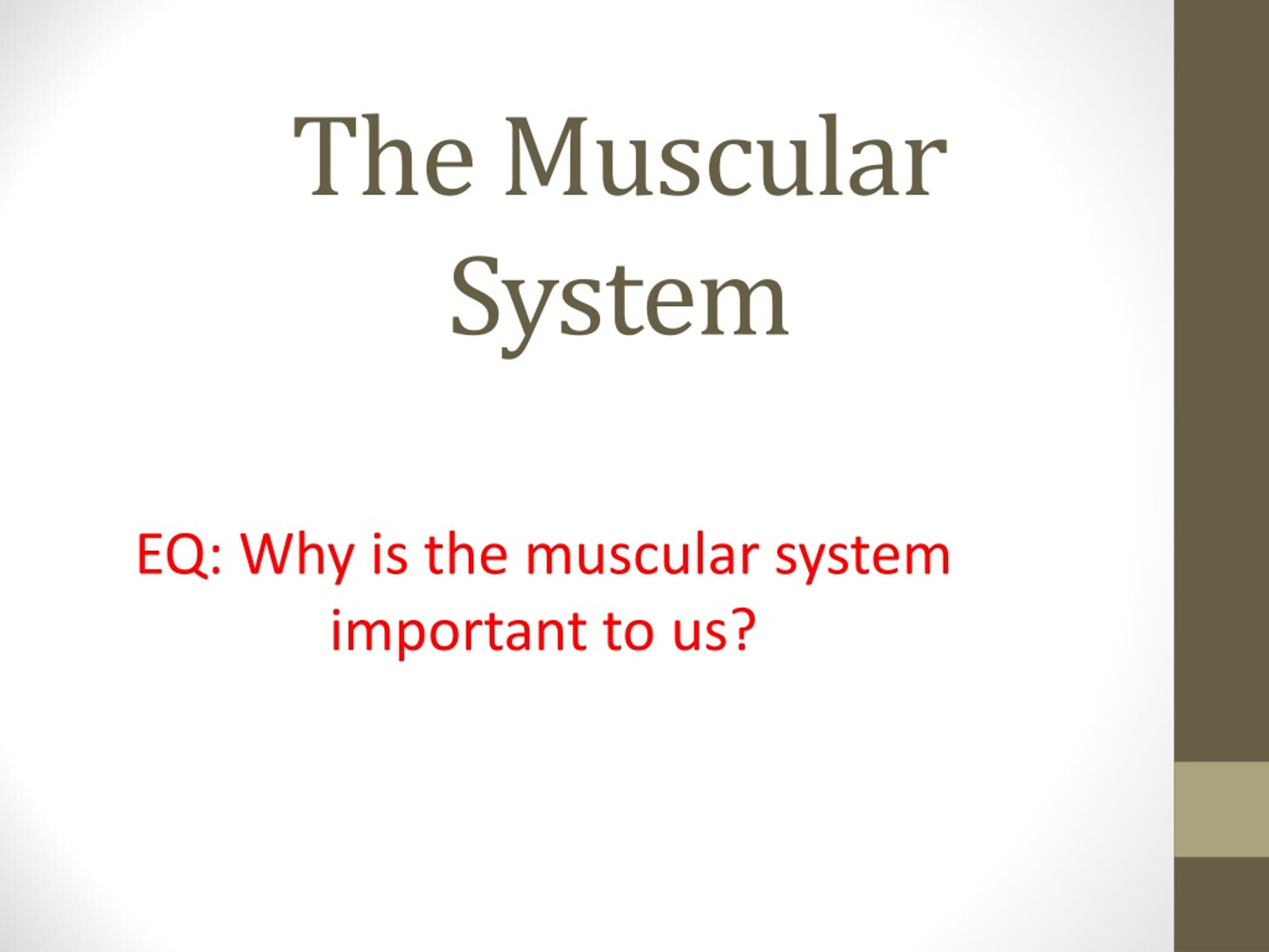 PPT - The Muscular System PowerPoint Presentation, free download - ID ...
