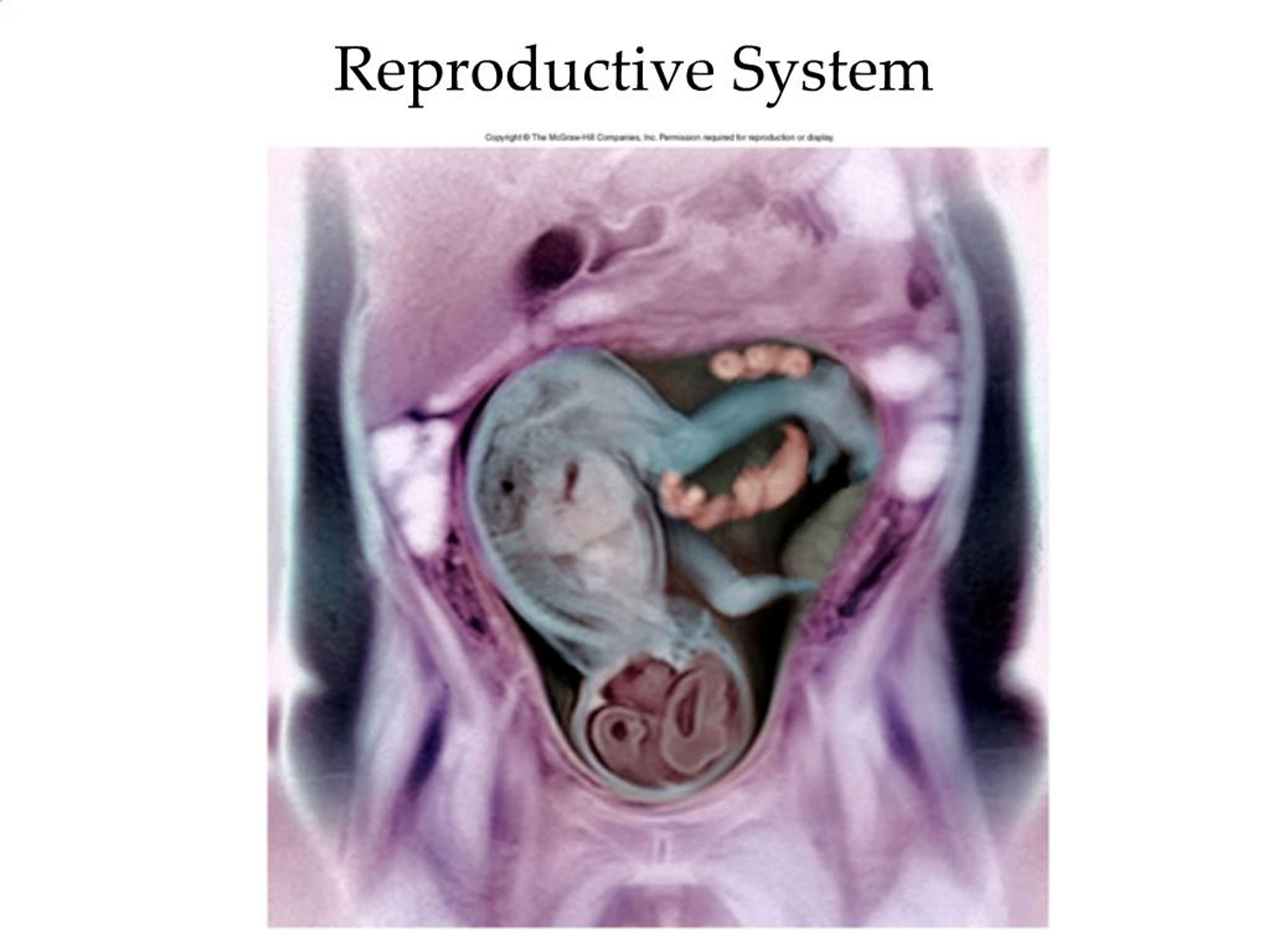 PPT - Reproductive System PowerPoint Presentation, free download - ID ...