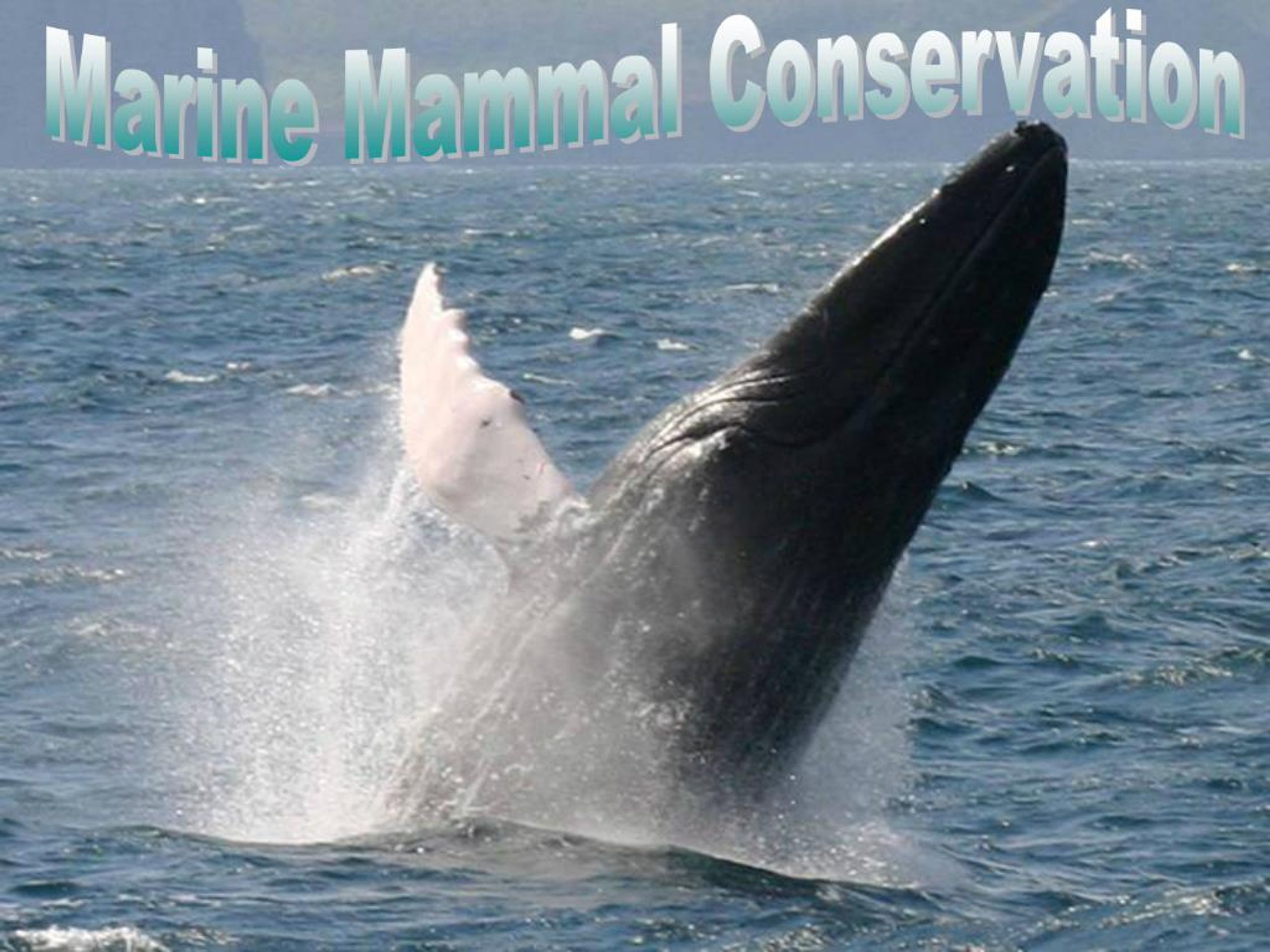 PPT - Marine mammal conservation PowerPoint Presentation, free download ...