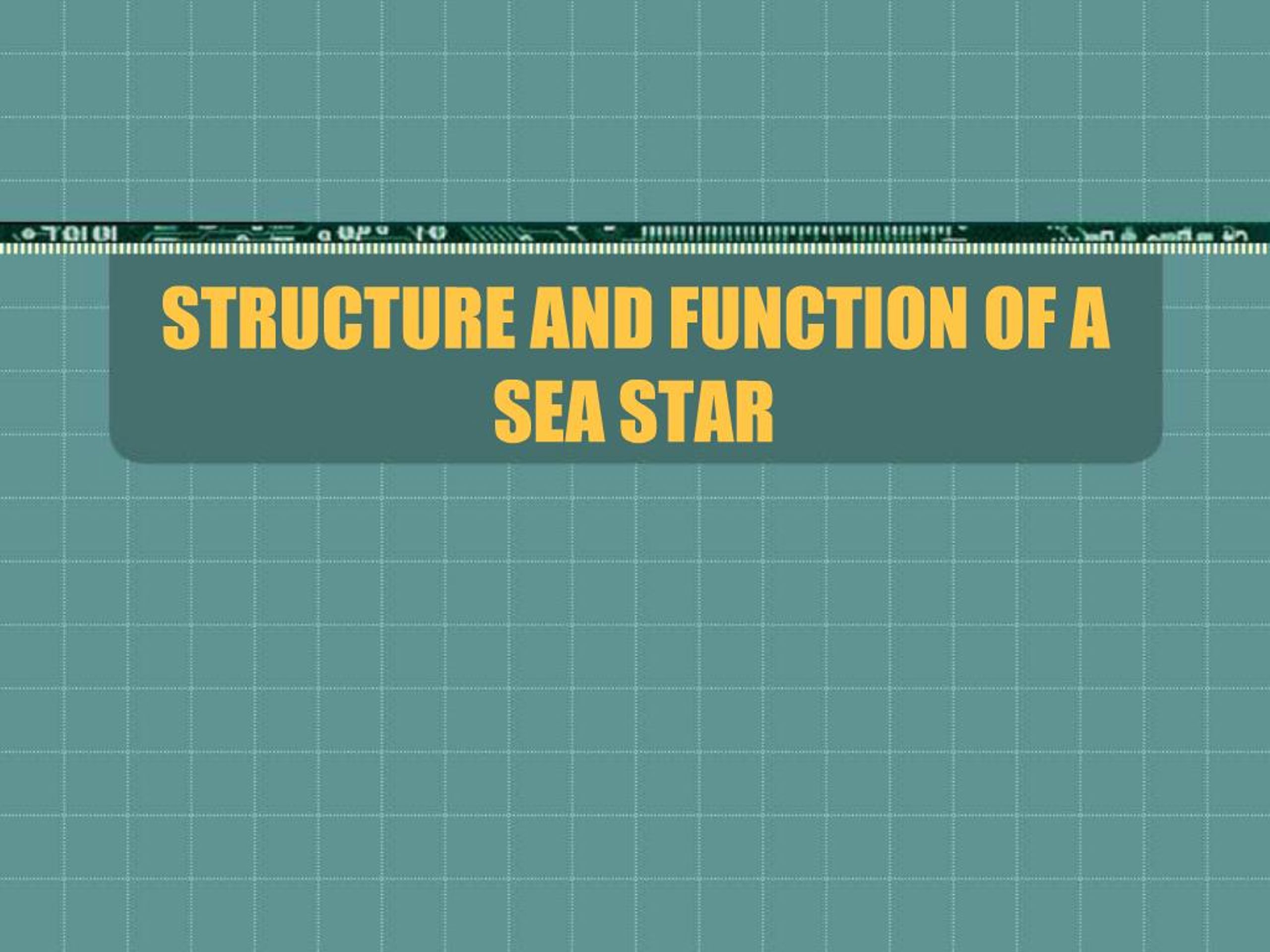 PPT - STRUCTURE AND FUNCTION OF A SEA STAR PowerPoint Presentation ...