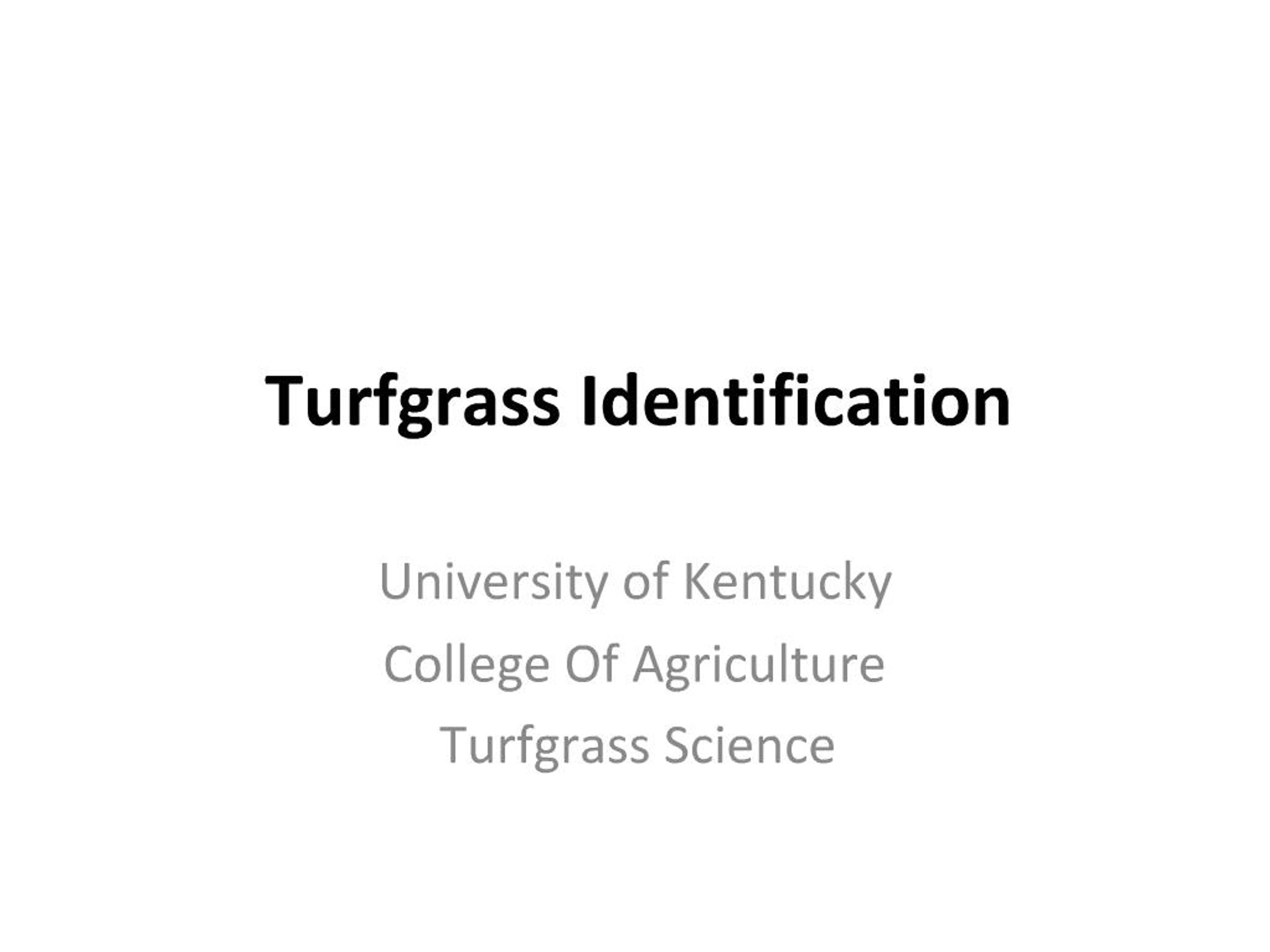 PPT - Turfgrass Identification PowerPoint Presentation, free download ...