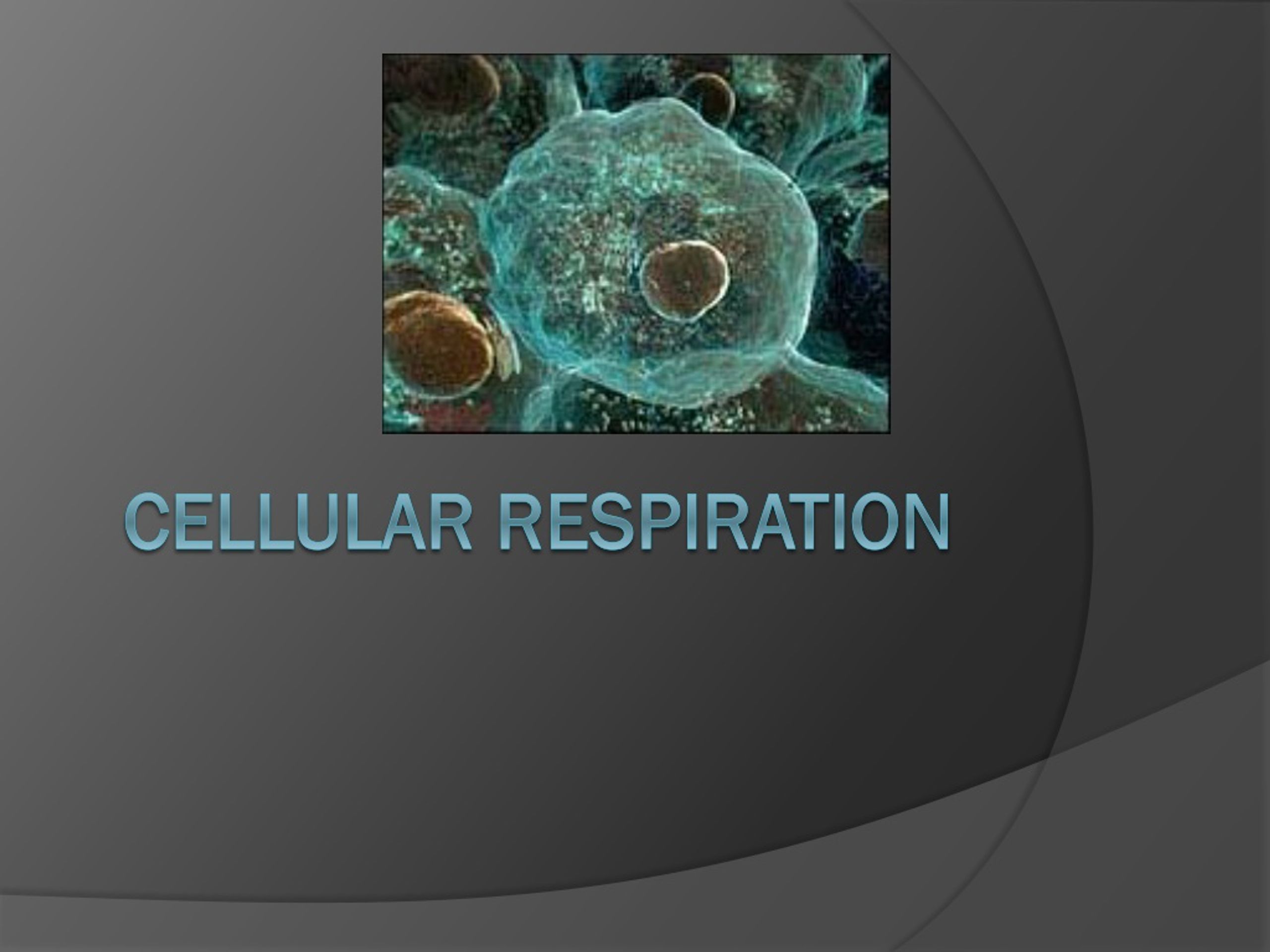 PPT - Cellular Respiration PowerPoint Presentation, free download - ID ...