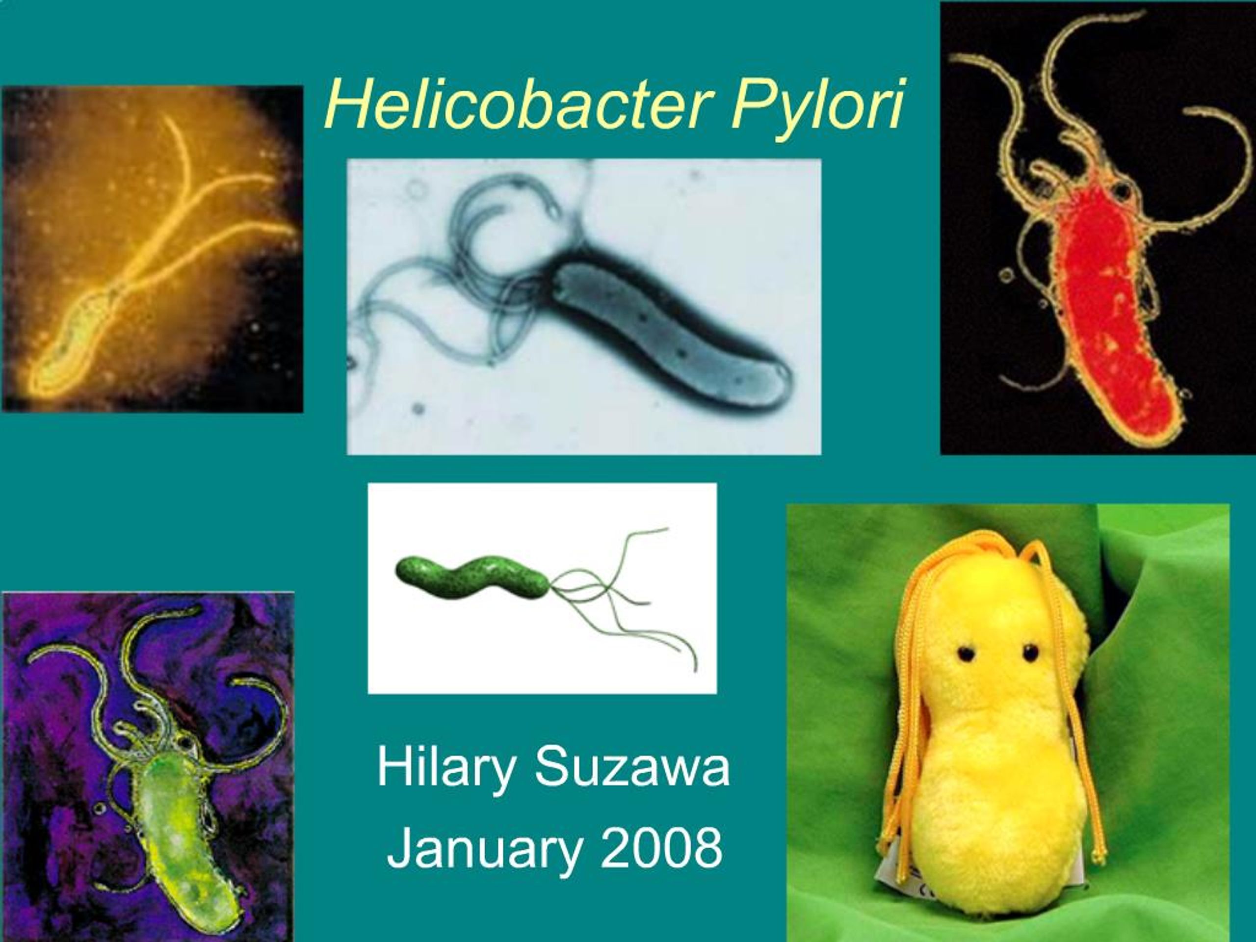 PPT - Helicobacter Pylori PowerPoint Presentation, free download - ID ...
