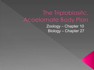 PPT - The Triploblastic, Acoelomate Body Plan PowerPoint Presentation ...