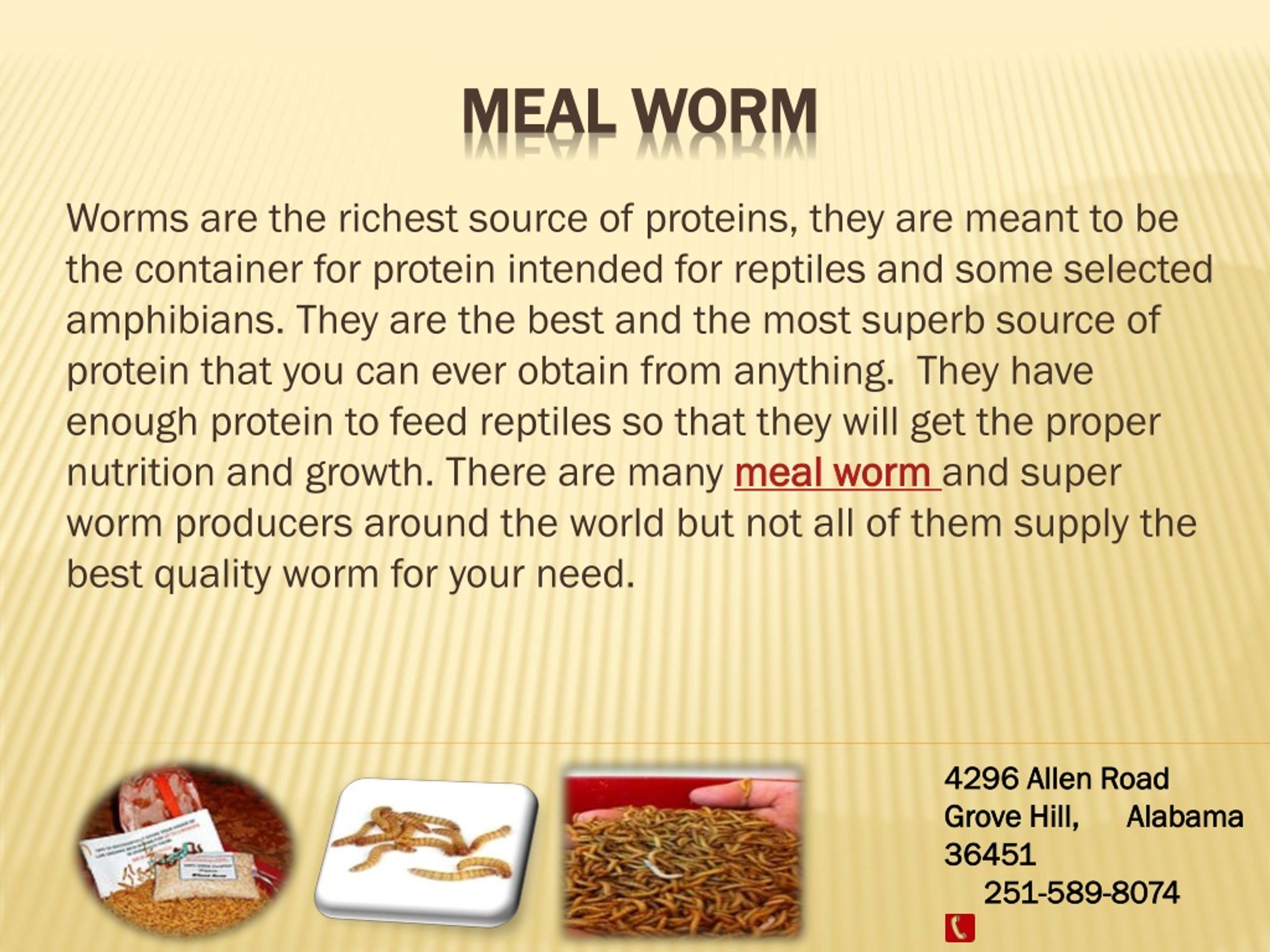PPT - meal worm PowerPoint Presentation, free download - ID:1315543