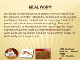 PPT - Worm Infestations PowerPoint Presentation, free download - ID:8850756