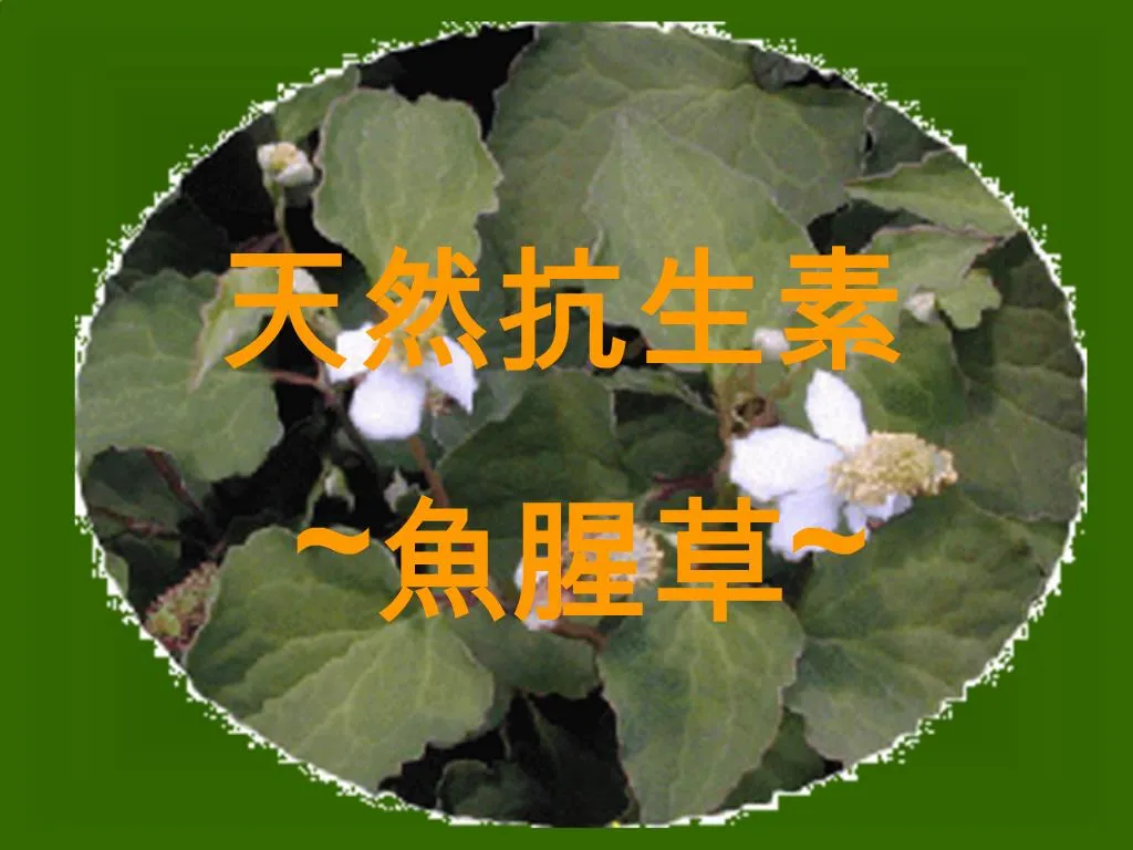 PPT - ???????? PowerPoint Presentation, free download - ID:1337697