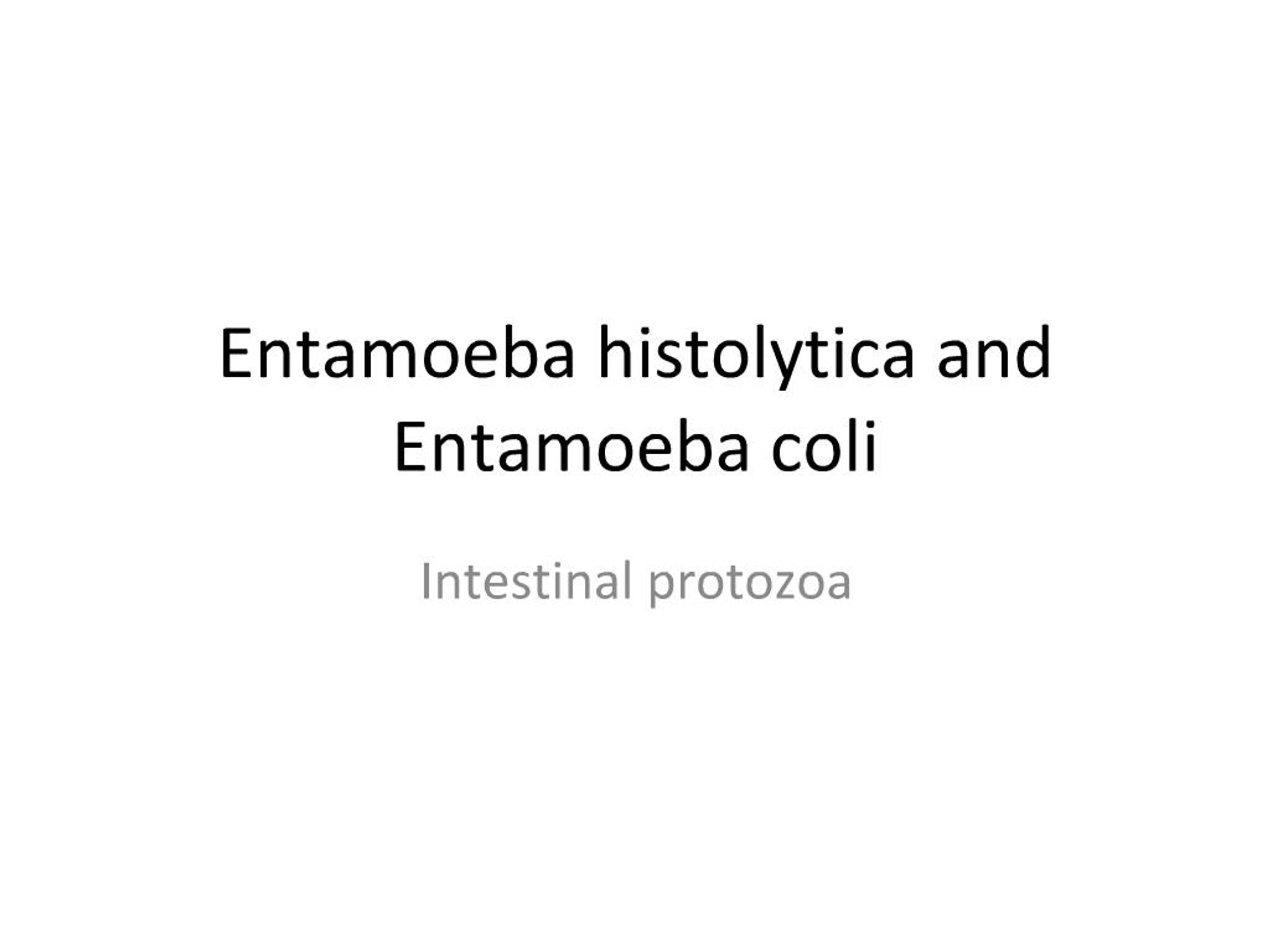PPT - Entamoeba histolytica and Entamoeba coli PowerPoint Presentation ...