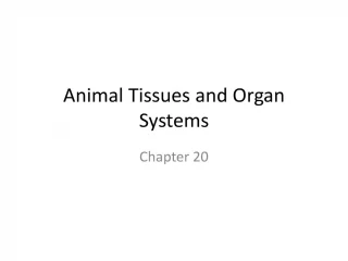PPT - Animal Organ Systems PowerPoint Presentation, free download - ID ...