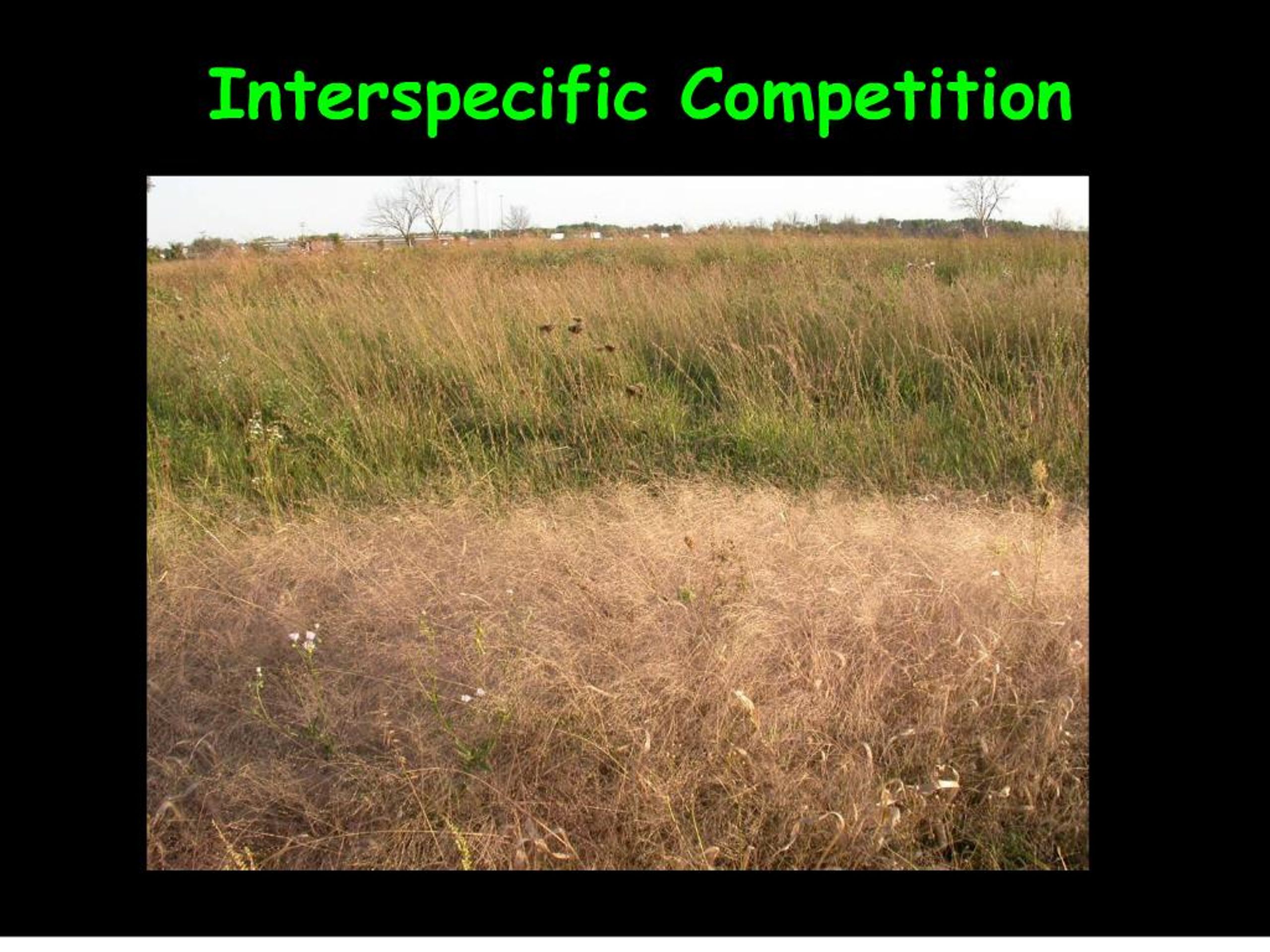 PPT - interspecific competition PowerPoint Presentation, free download ...