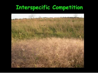 PPT - Interspecific Competition PowerPoint Presentation, free download ...