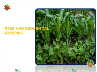 PPT - CROPPING PATTERNS PowerPoint Presentation, free download - ID:4284030