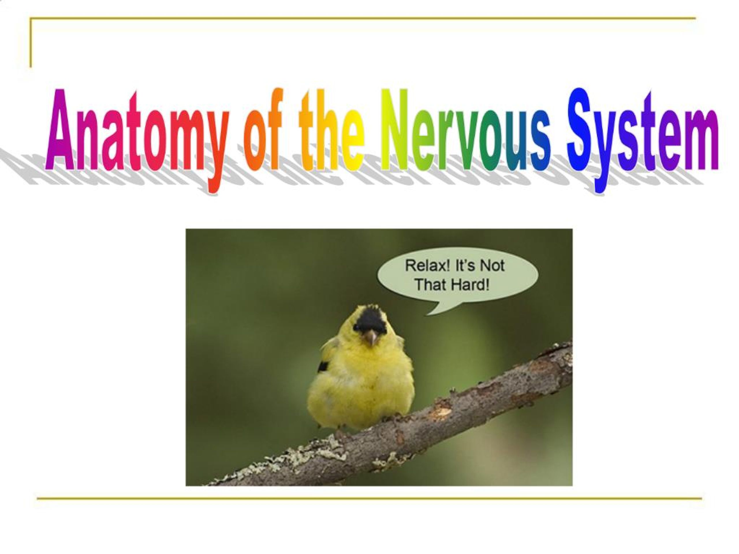 PPT - Human Nervous System: An In-Depth Exploration PowerPoint ...