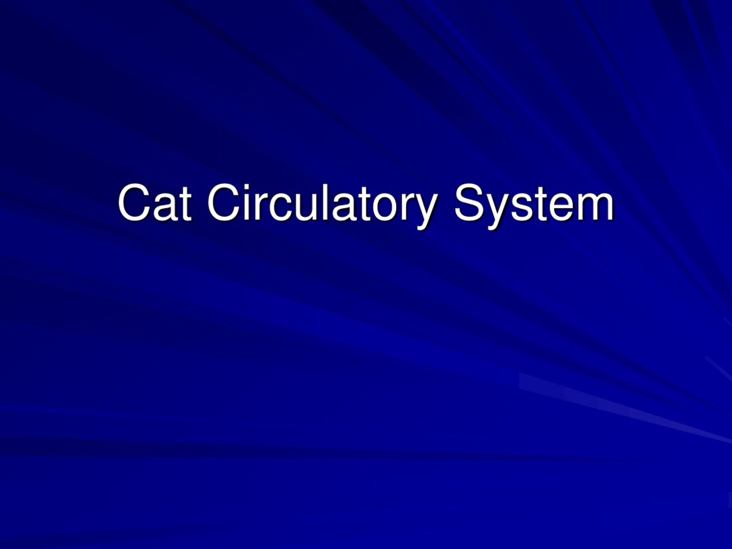 PPT - Cat Circulatory System PowerPoint Presentation, free download ...