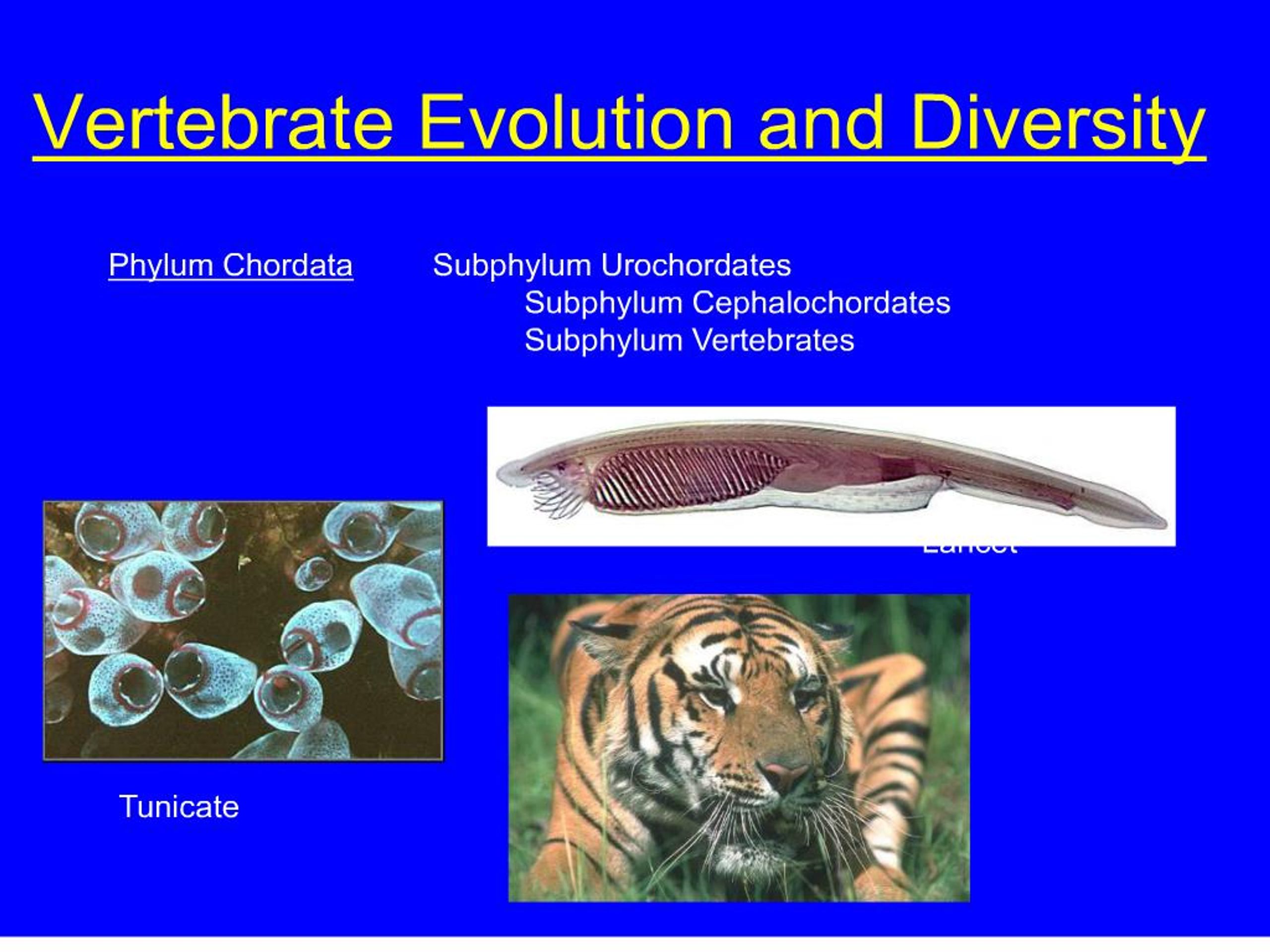 PPT - vertebrate evolution and diversity PowerPoint Presentation, free ...