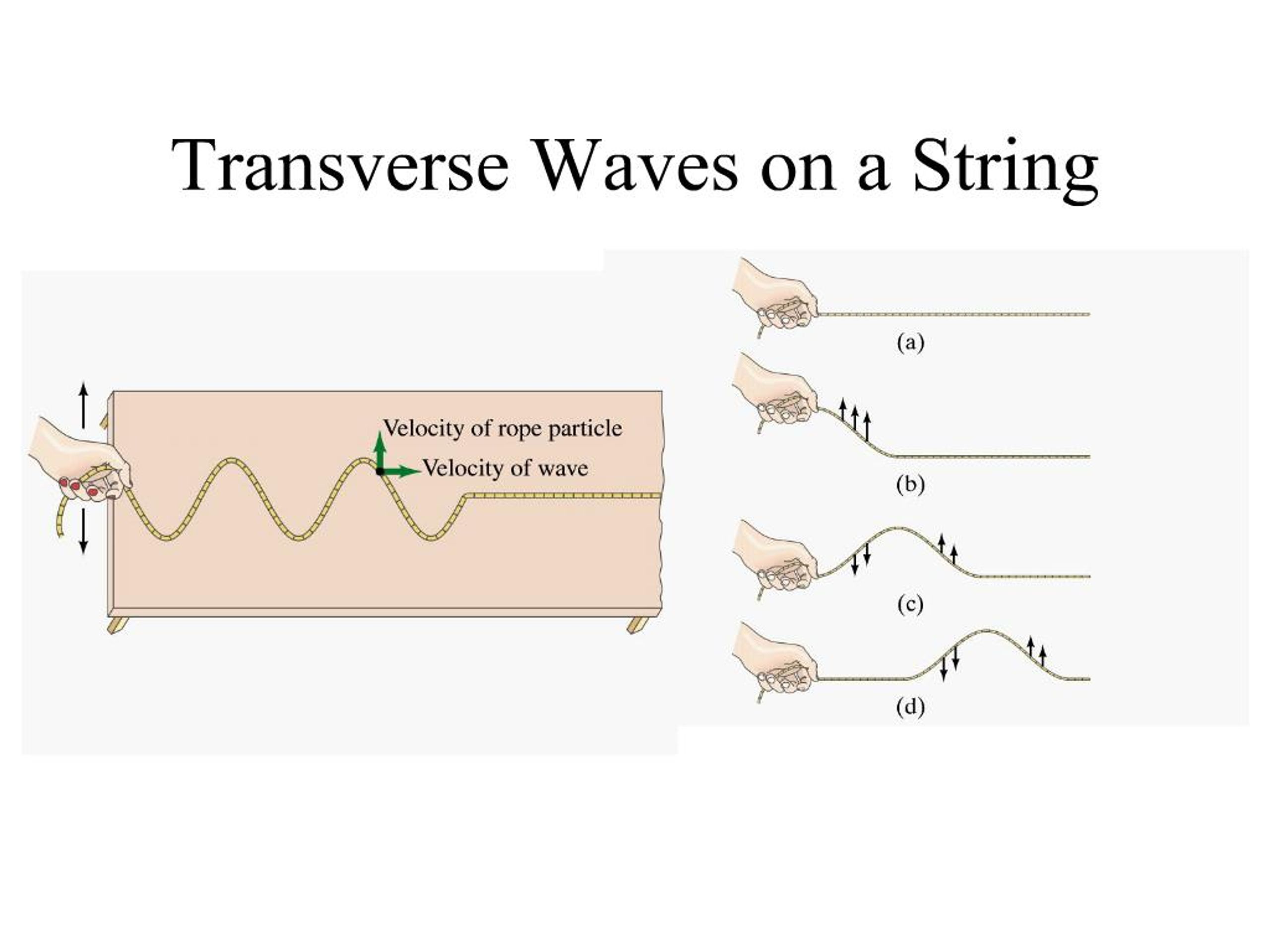 PPT - transverse waves on a string PowerPoint Presentation, free ...