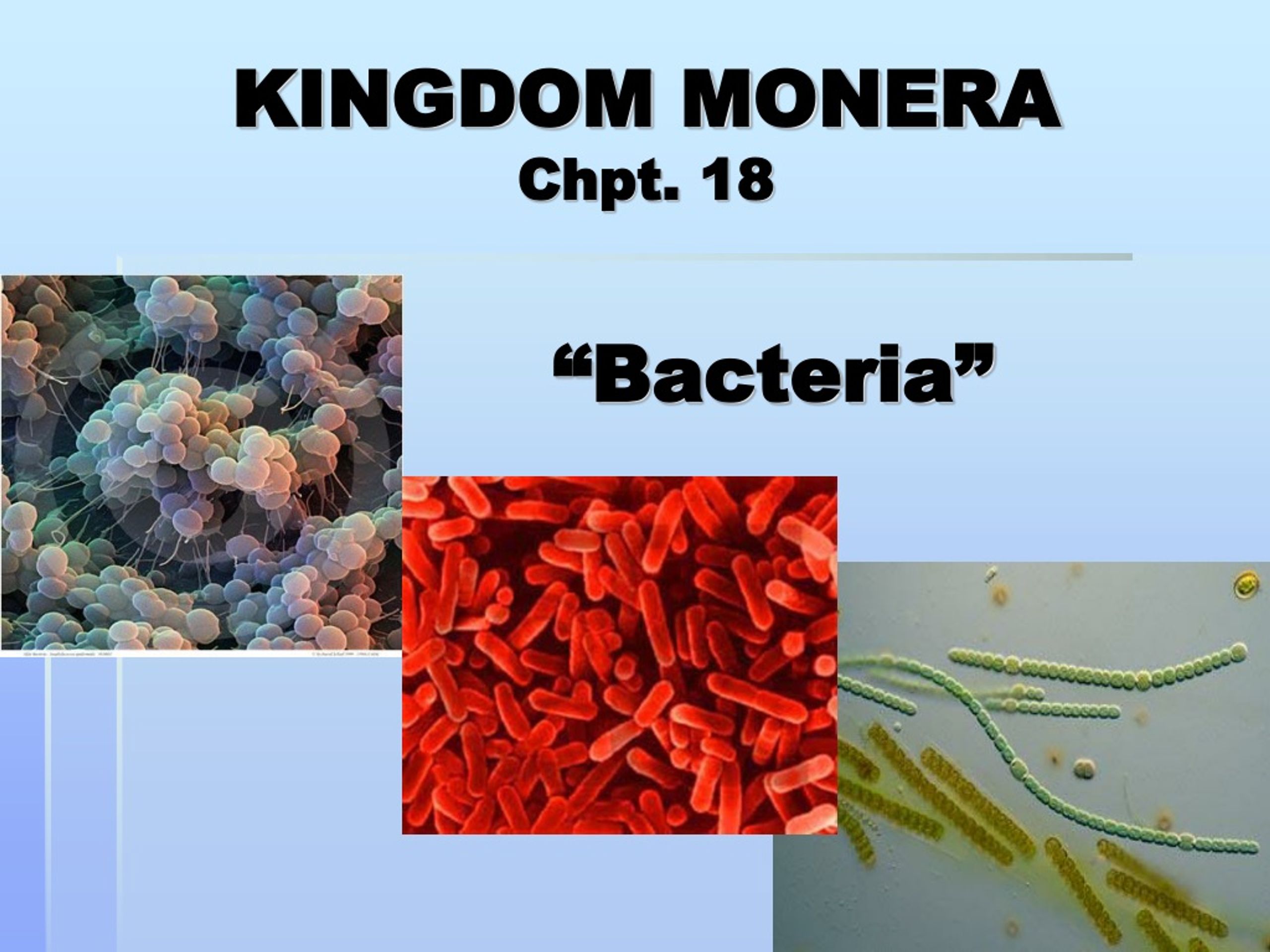 PPT - Kingdom of Monera PowerPoint Presentation, free download - ID:1448435