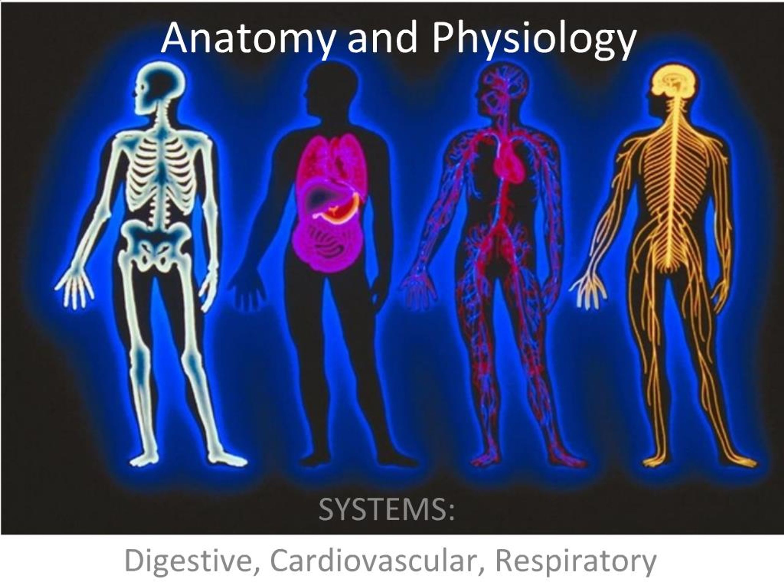 PPT - Anatomy and Physiology PowerPoint Presentation, free download ...