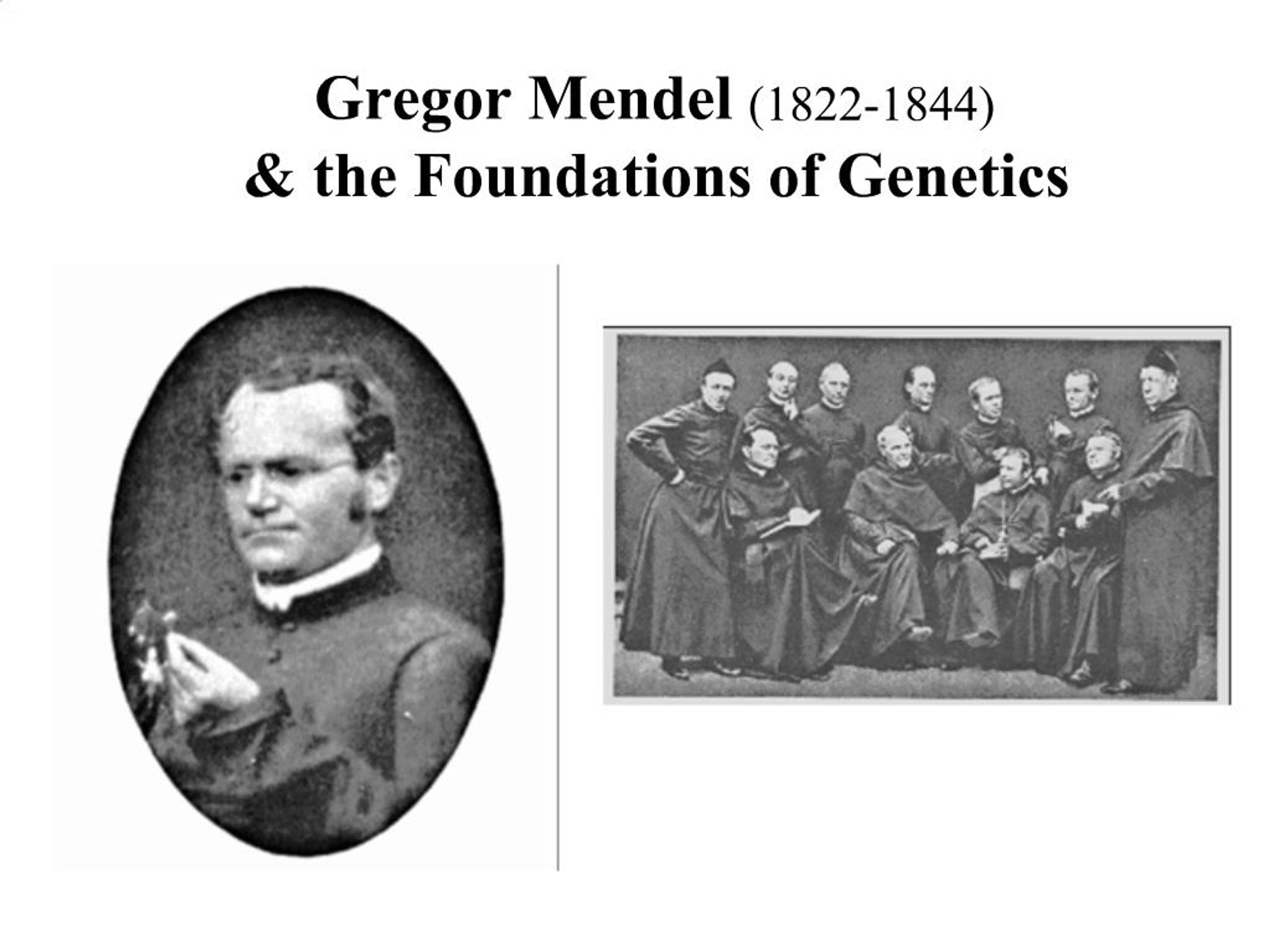 PPT - Gregor Mendel: The Father of Genetics PowerPoint Presentation ...