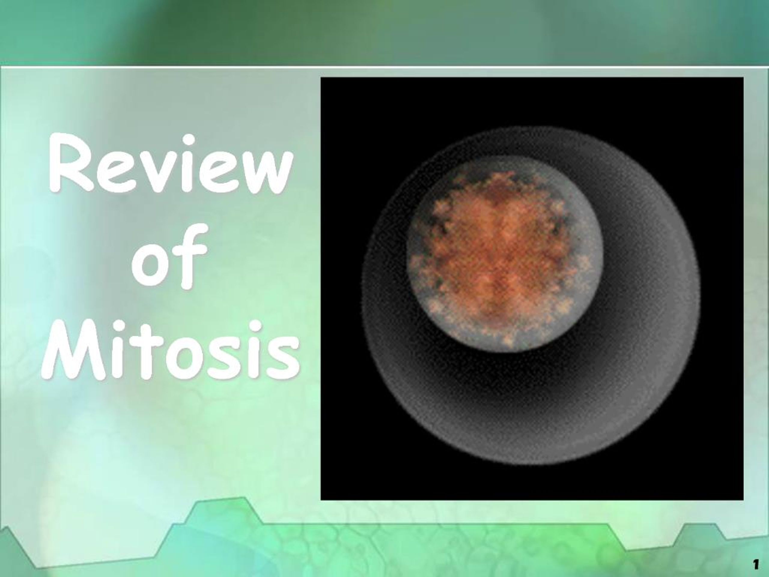 PPT - Review of Mitosis PowerPoint Presentation, free download - ID:1457906