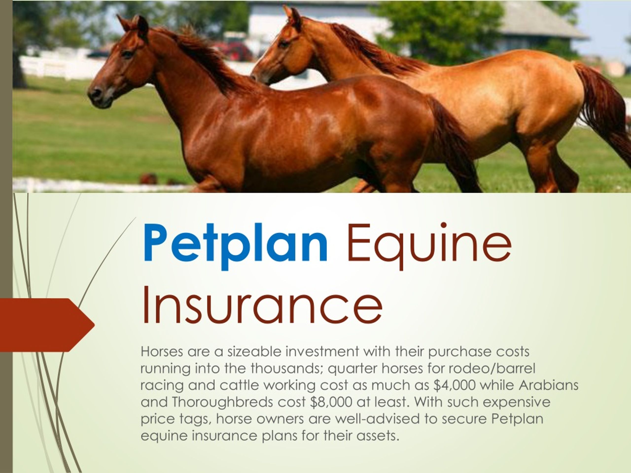 PPT - Petplan Equine Insurance PowerPoint Presentation, free download ...