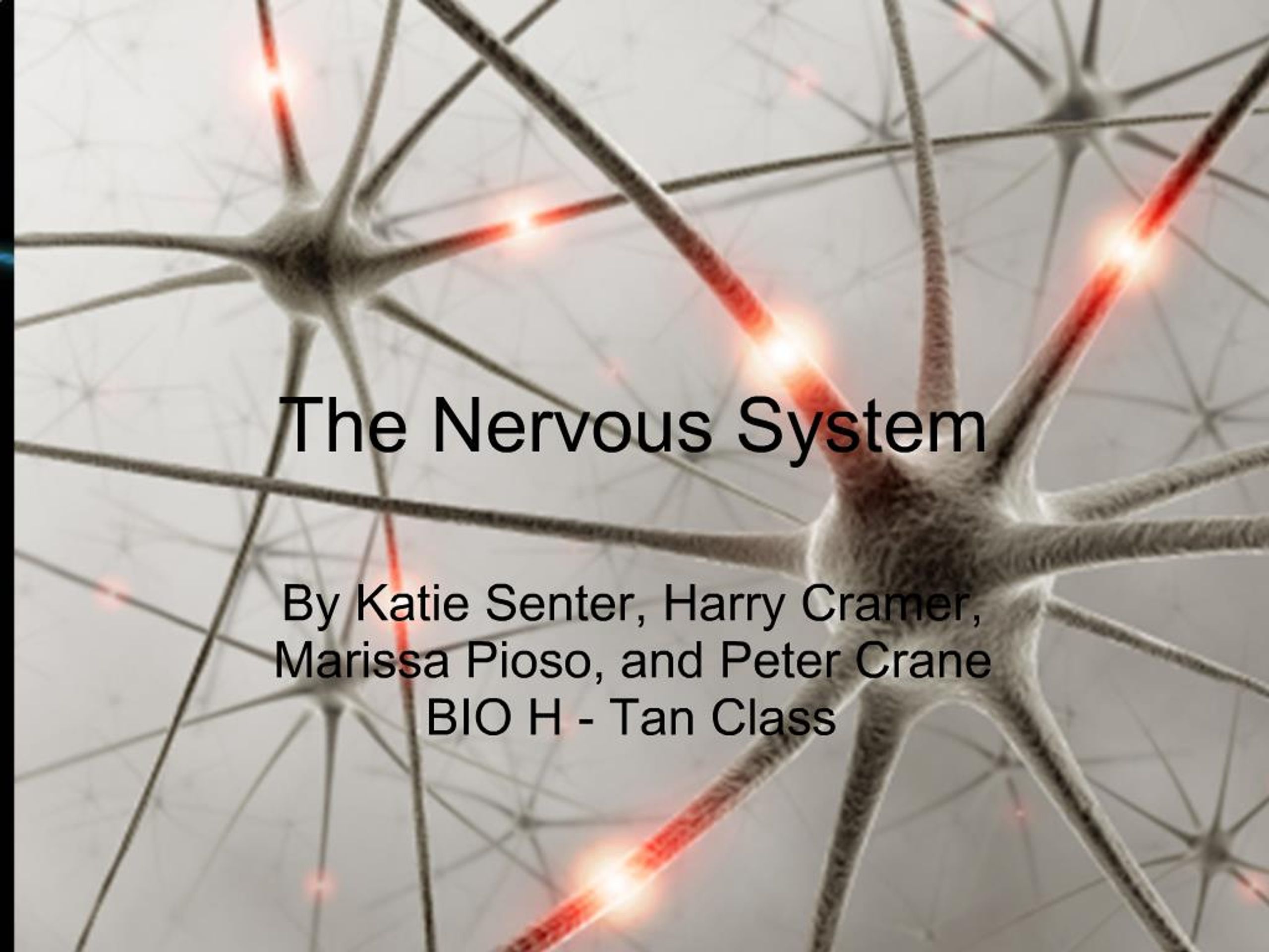 PPT - Understanding the Structure of Motor Neurons in the Nervous ...