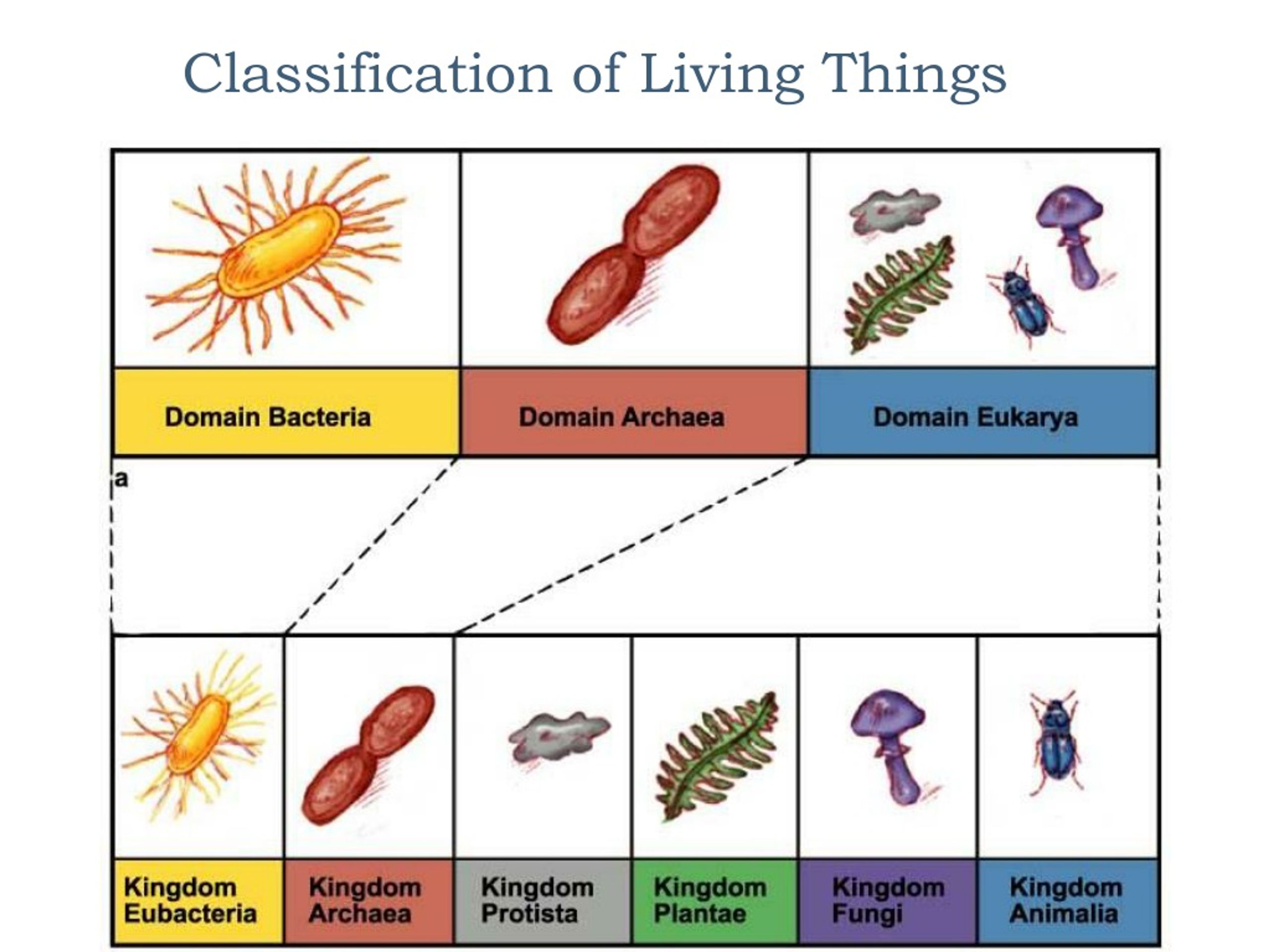 PPT - Classification of Living Things PowerPoint Presentation, free ...