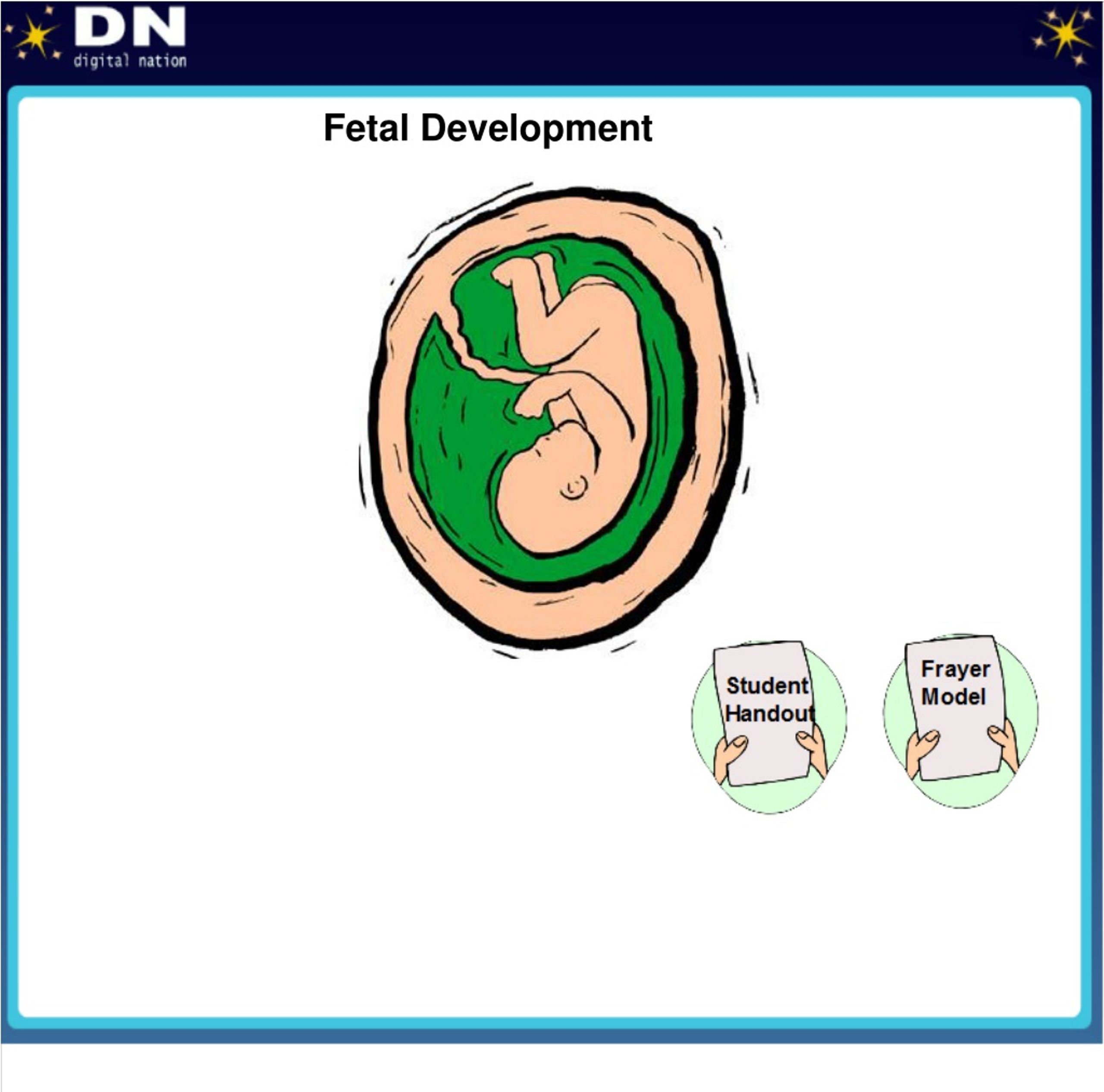 PPT - Fetal Development PowerPoint Presentation, free download - ID:162752