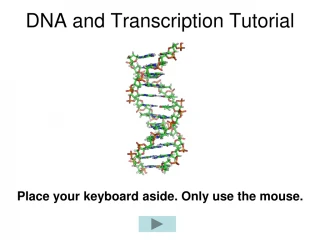 PPT - DNA Computing Tutorial PowerPoint Presentation, free download ...