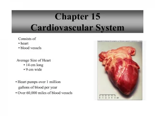 PPT - Chapter 13 Cardiovascular System PowerPoint Presentation, free ...