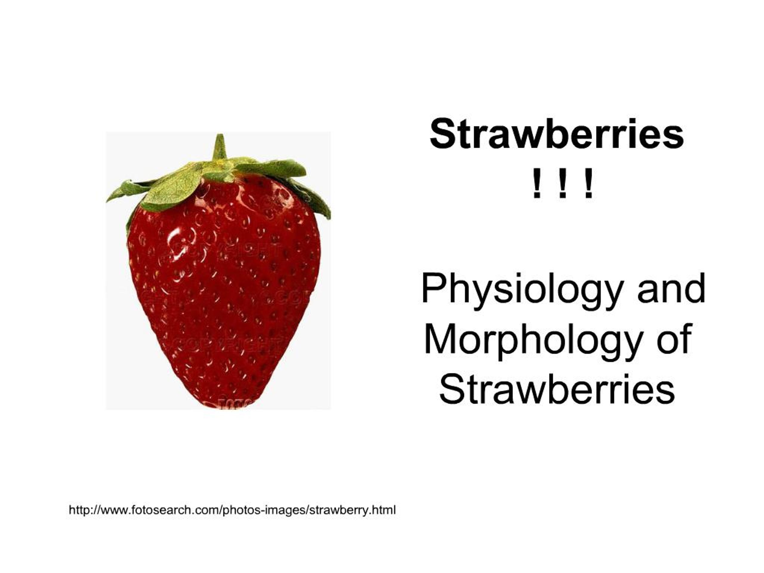 PPT - Strawberries Physiology and Morphology of Strawberries PowerPoint ...
