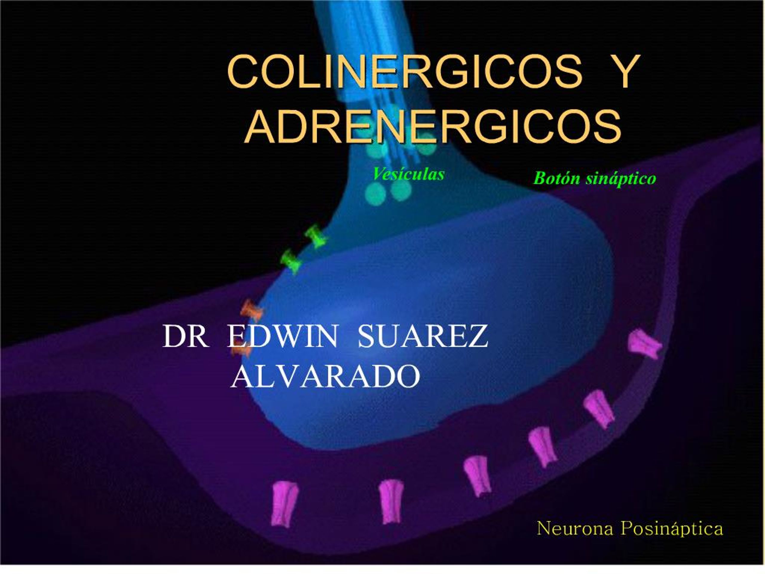 PPT - COLINERGICOS Y ADRENERGICOS PowerPoint Presentation, free ...